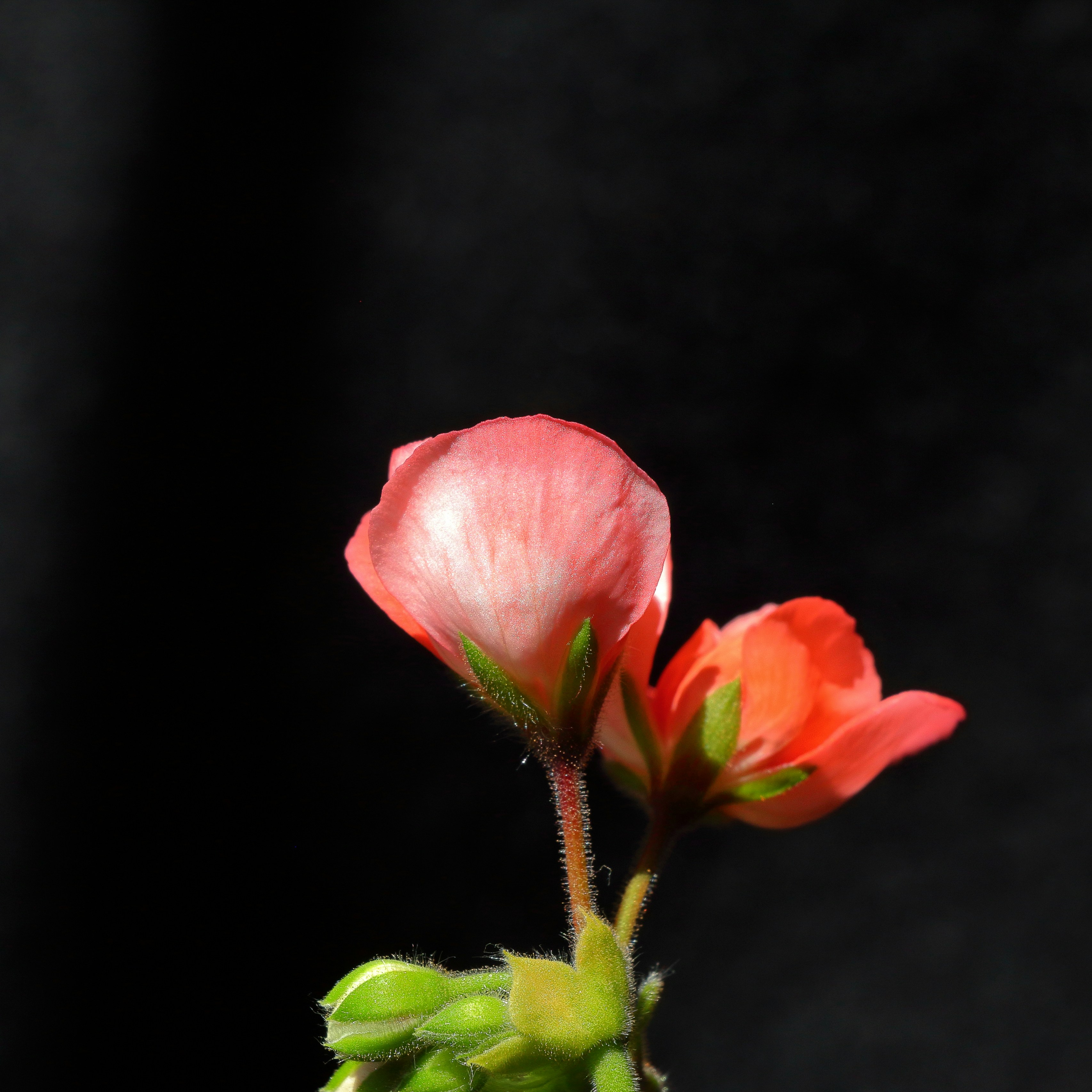 Close-up of Coral-Petaled Blossom Against Velvet Night