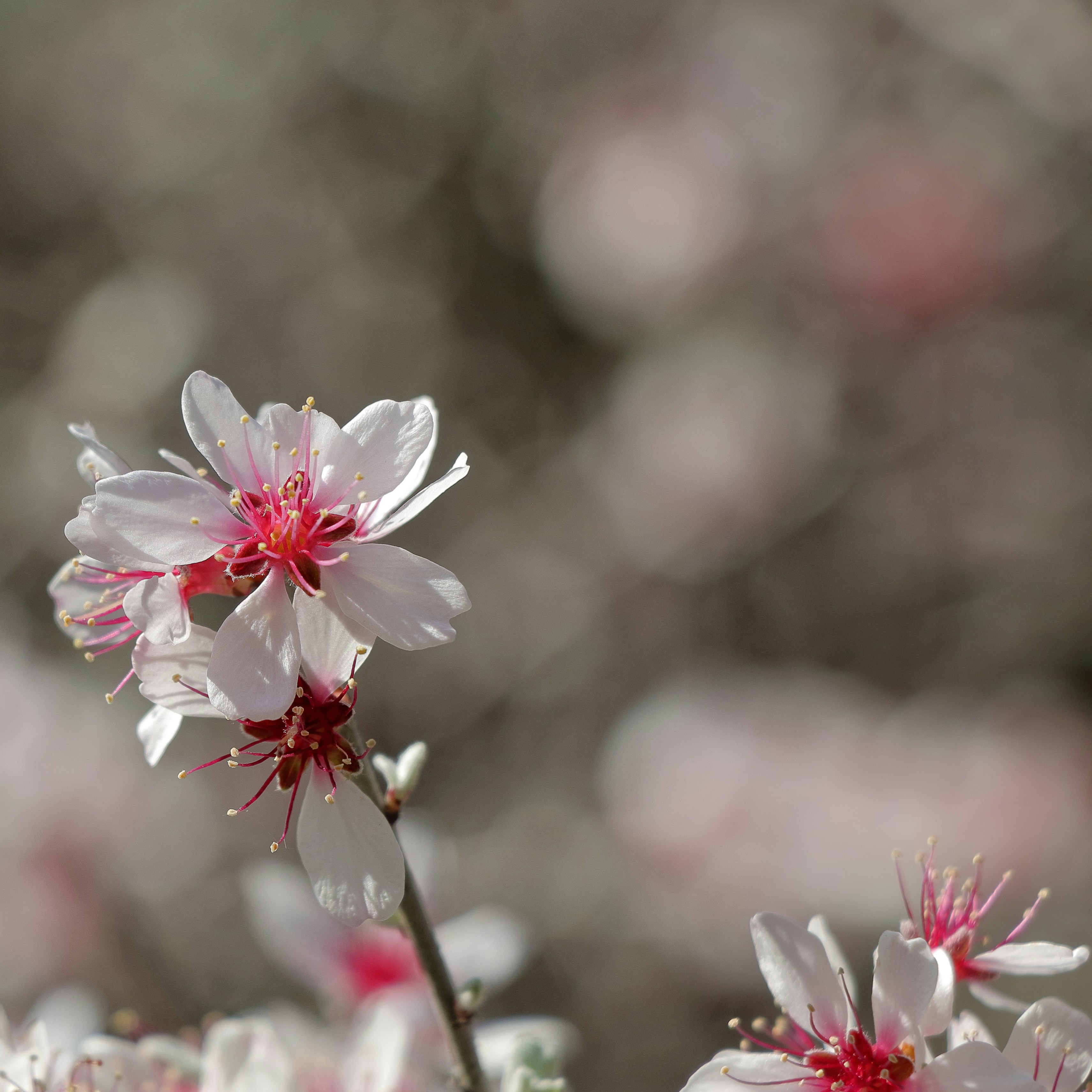 Blossoms in Soft Focus: A Quiet Spring Moment