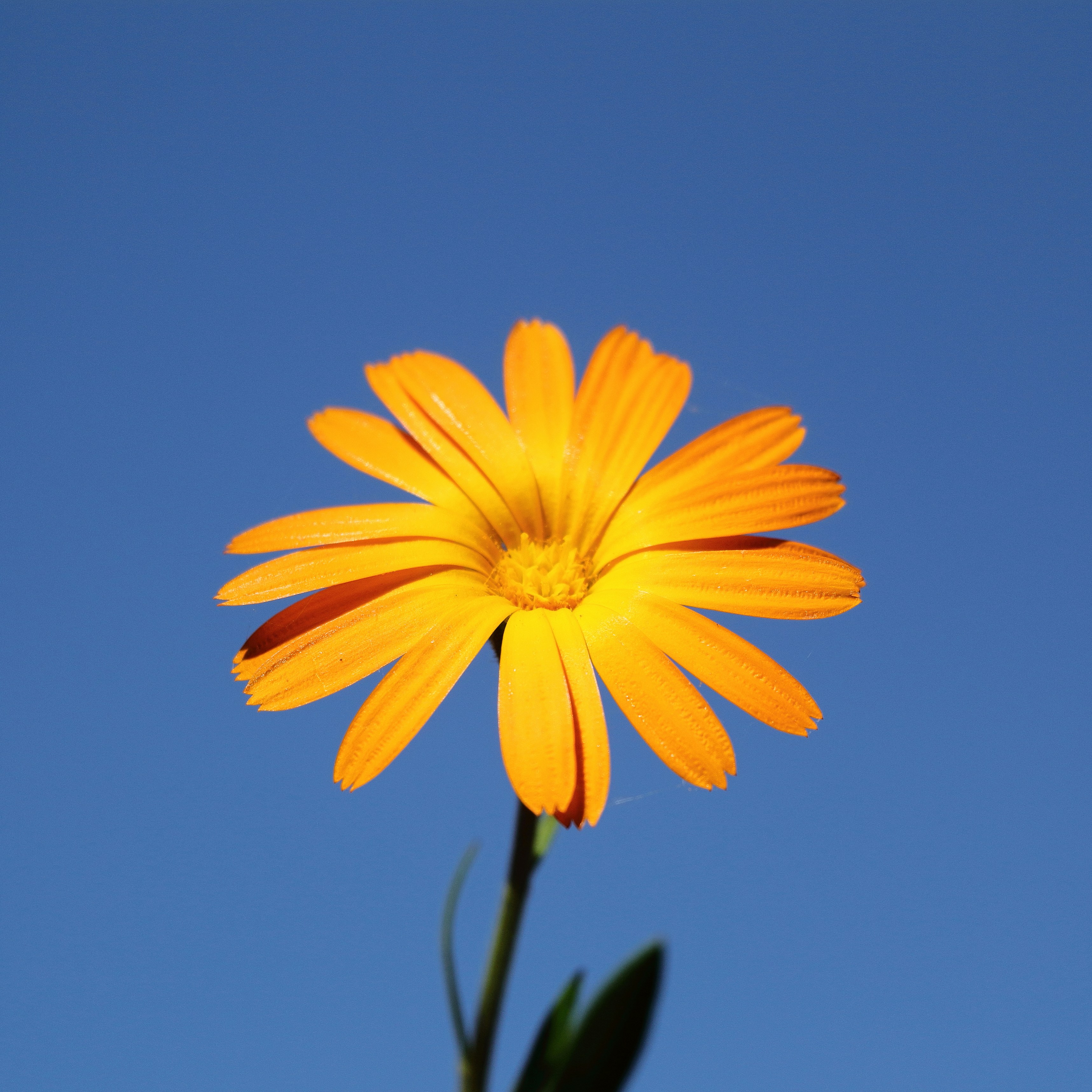 Solar Radiance: A lone orange bloom Against a Crisp Blue Canopy