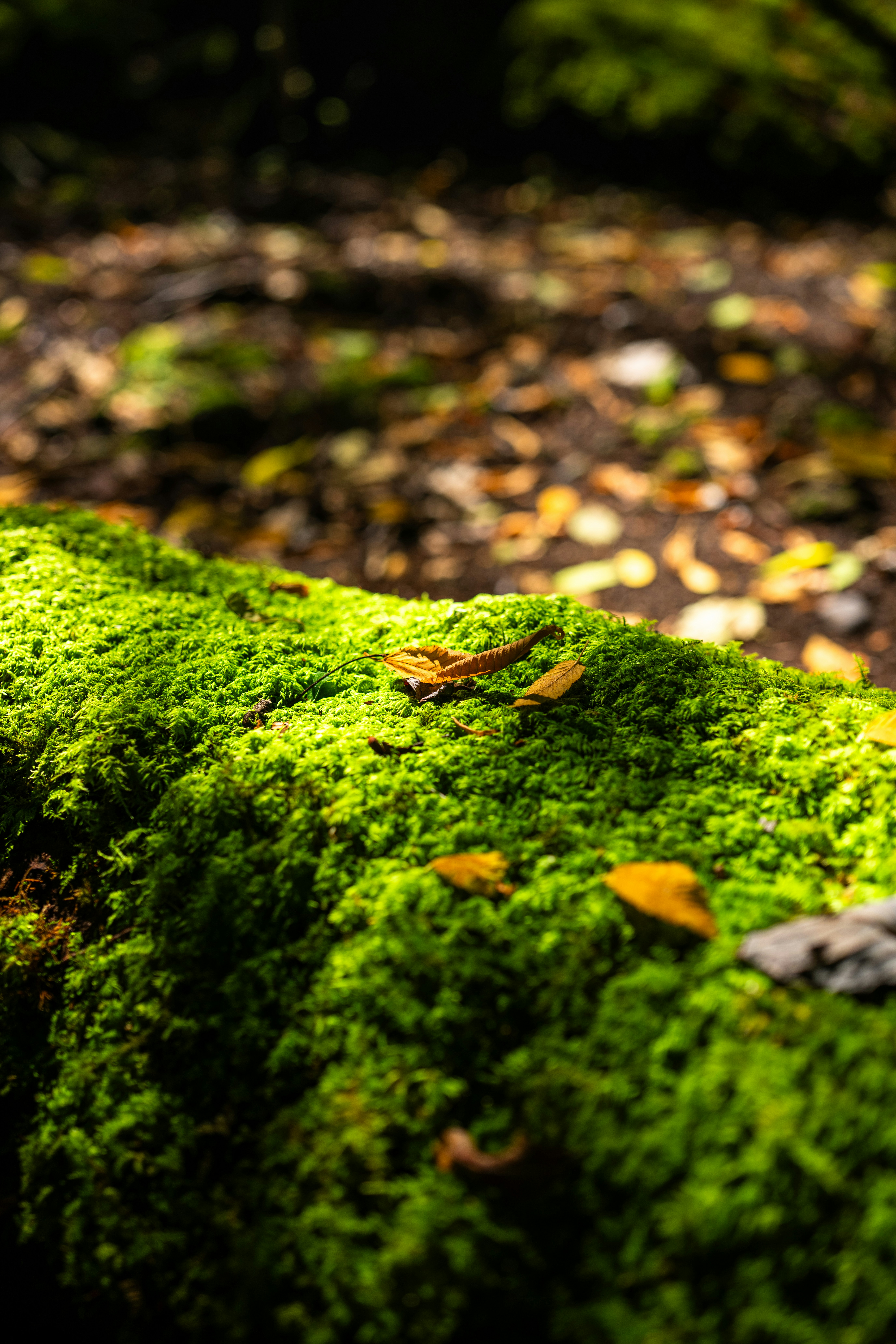 Vivid green moss on a forest ledge bathed in soft sunlight; scattered fallen leaves add contrast and depth.