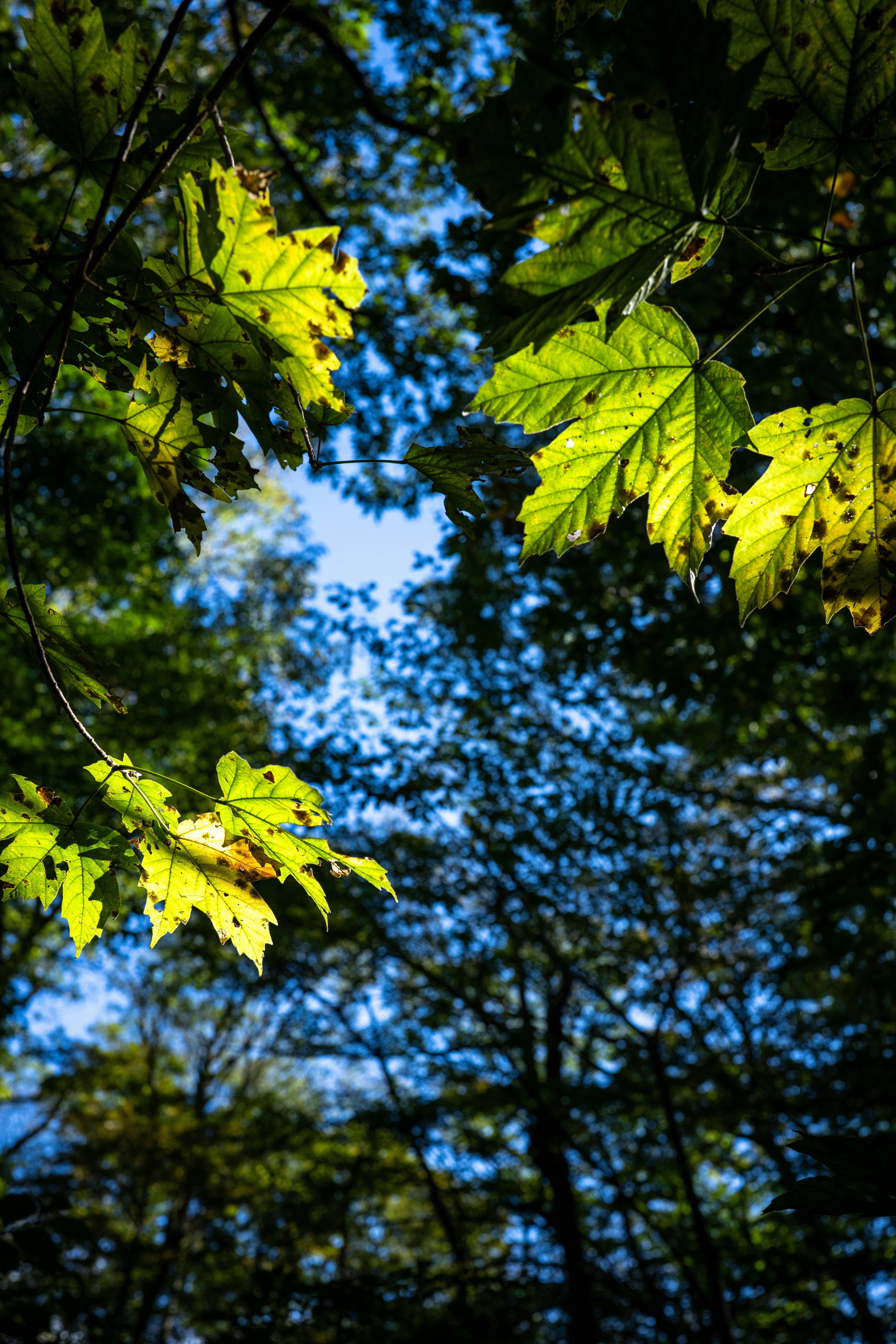 Sunlit Maple Canopy: A Patch of Green in Harsh Blues