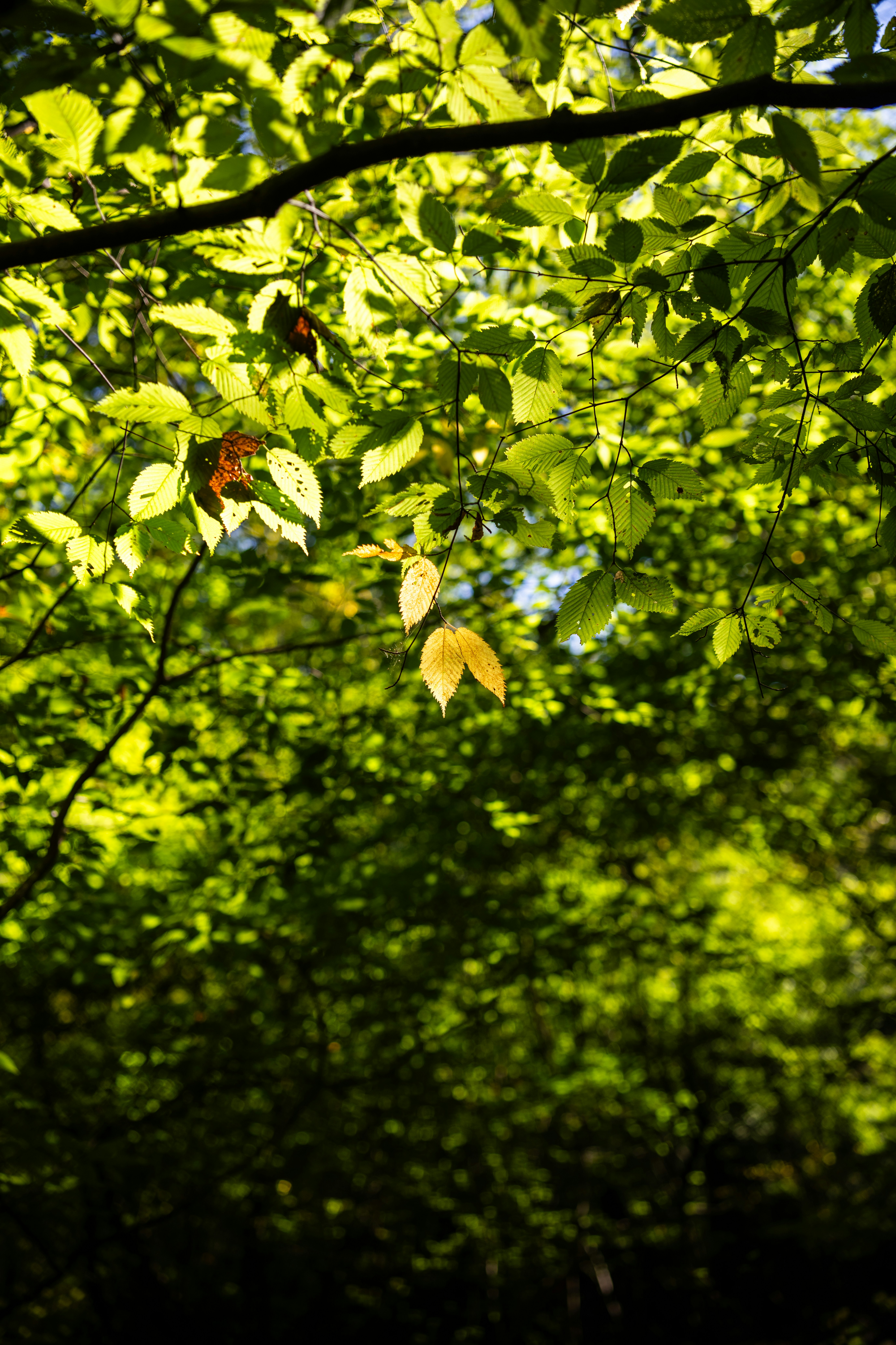 Sunlit green leaves filter bright light through a dense canopy, with a few yellowing tips catching the glow; the image emphasizes natural foliage and depth from the leaf layer in the foreground to the blurred background.