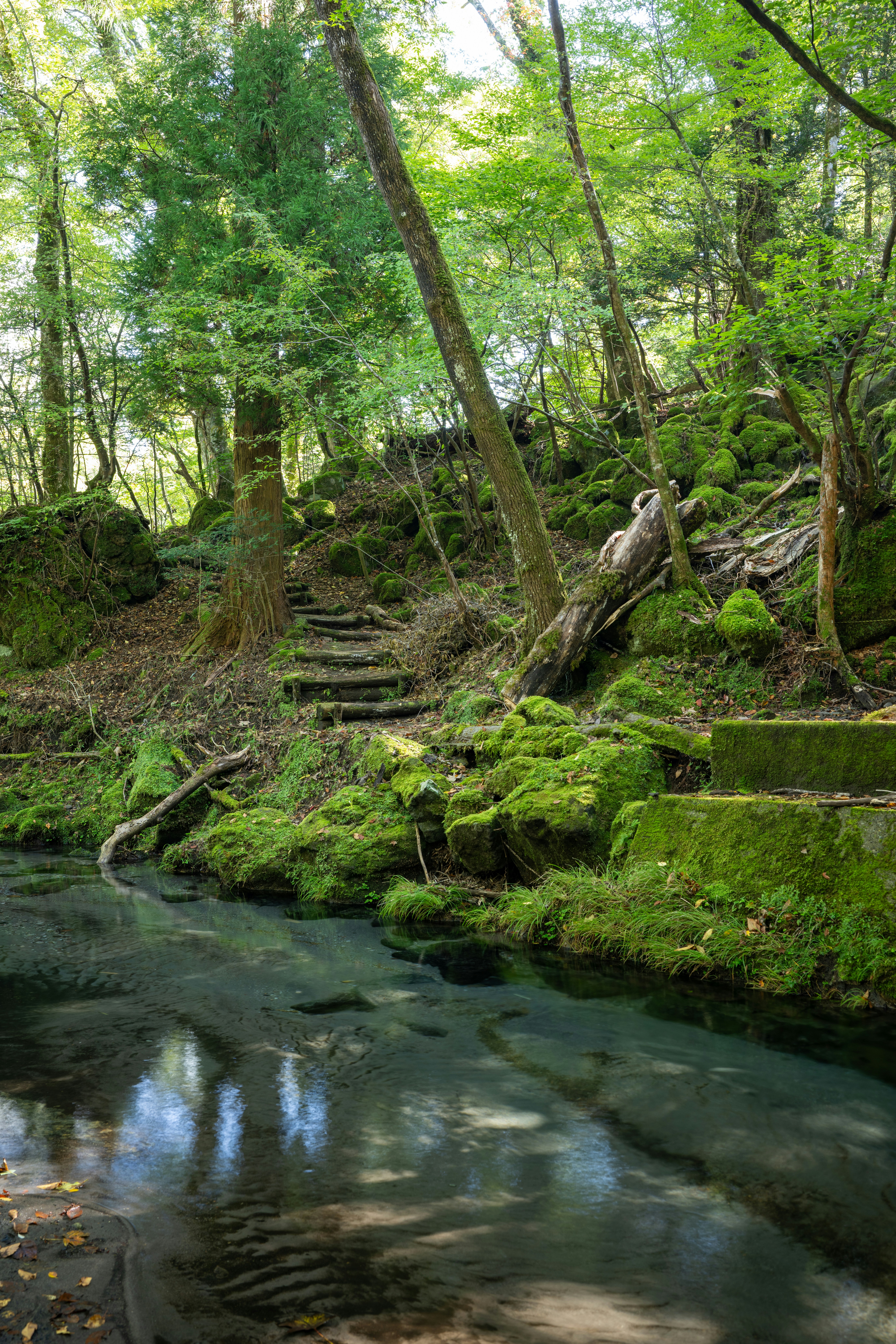 Sun-dappled forest scene with a moss-covered bank and a shallow, reflective stream in the foreground.