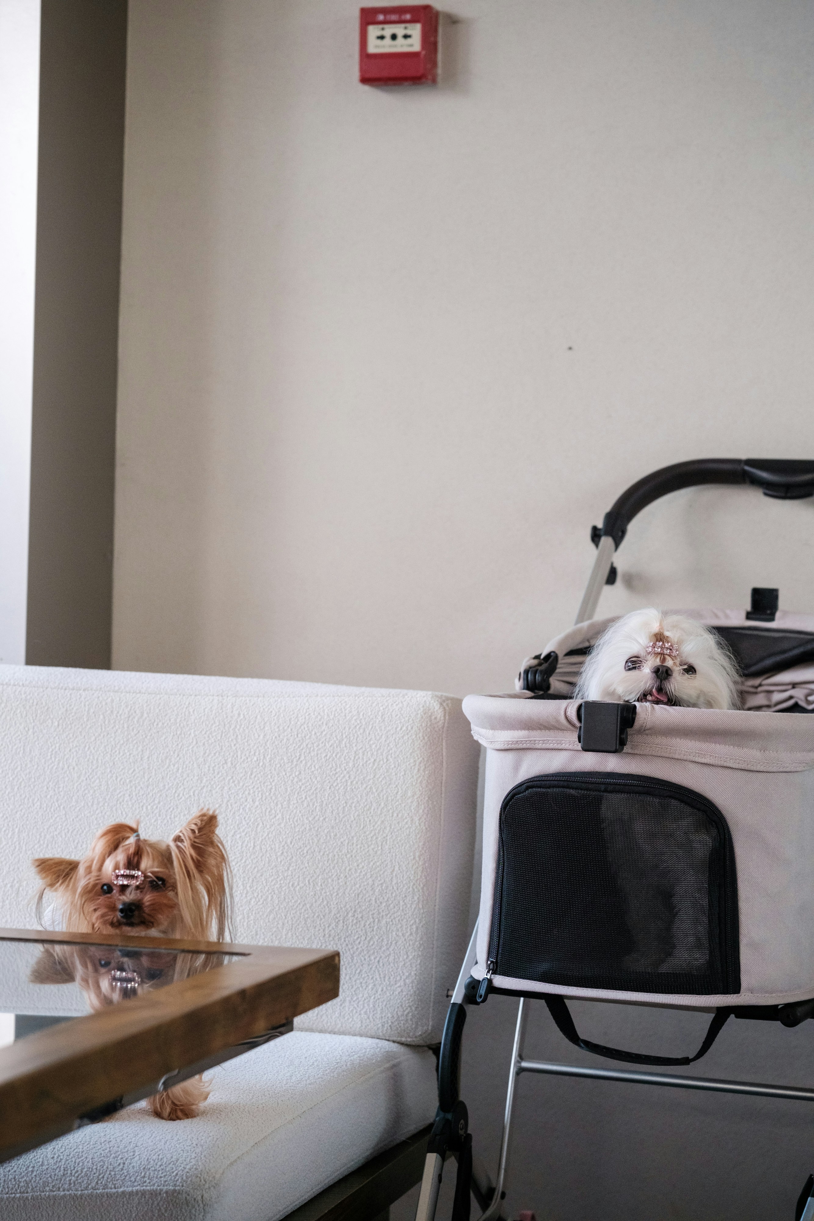 Two Pups, One Quiet Corner: A Candid Moment by the Sofa
