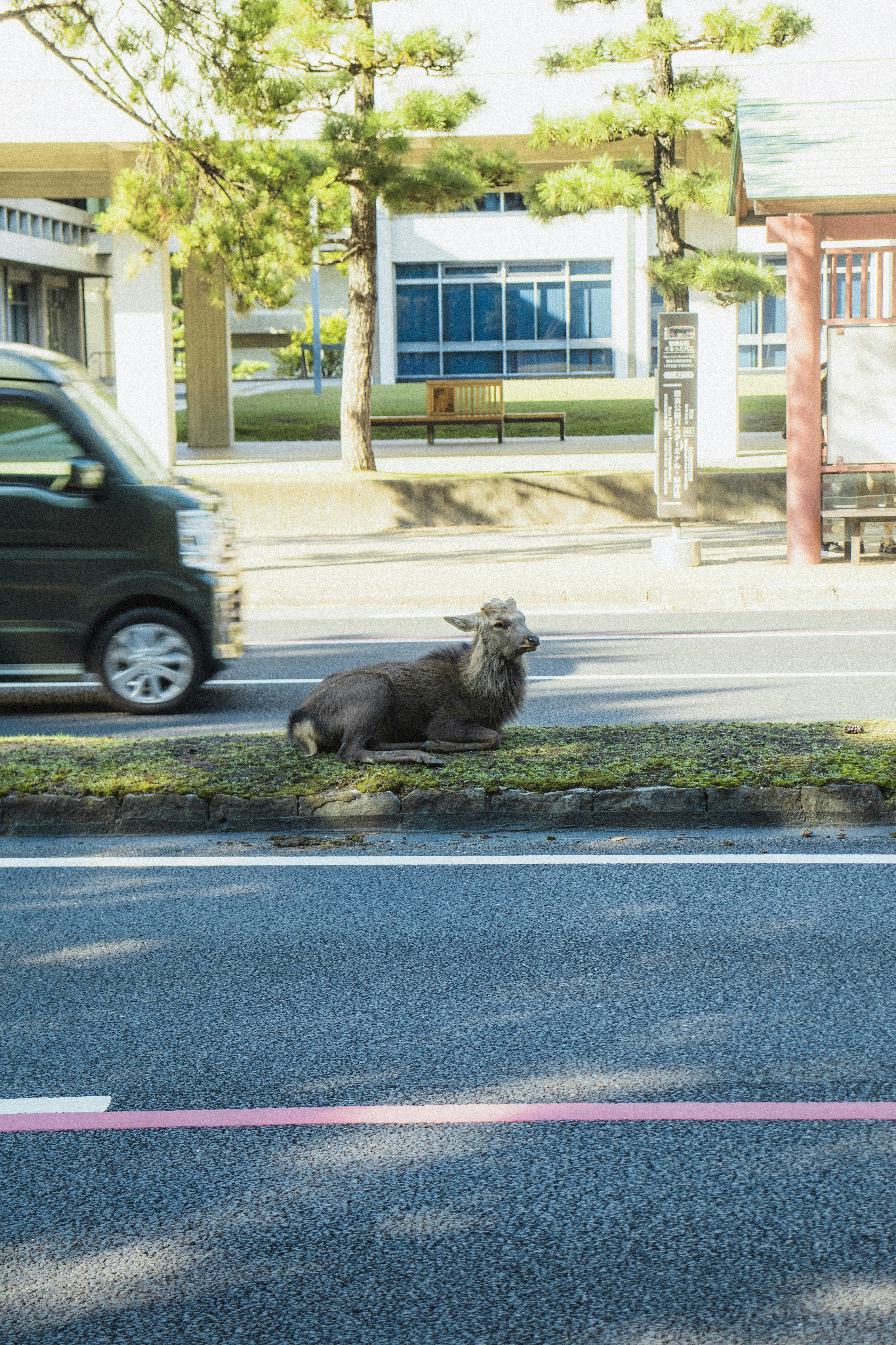Urban Street Guardian: A Ram in the Midday