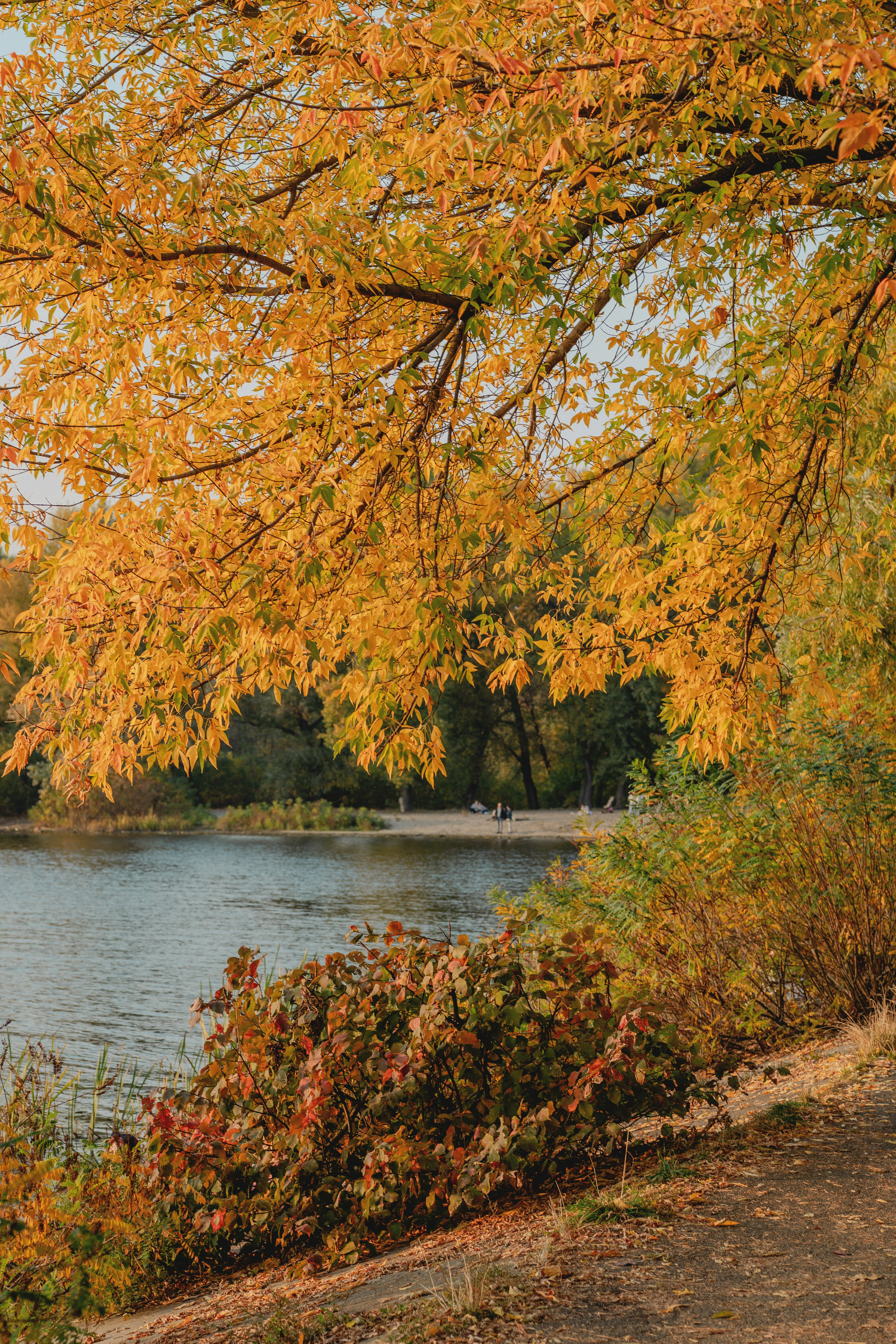 Amber Canopy Over a Serene Riverside Path