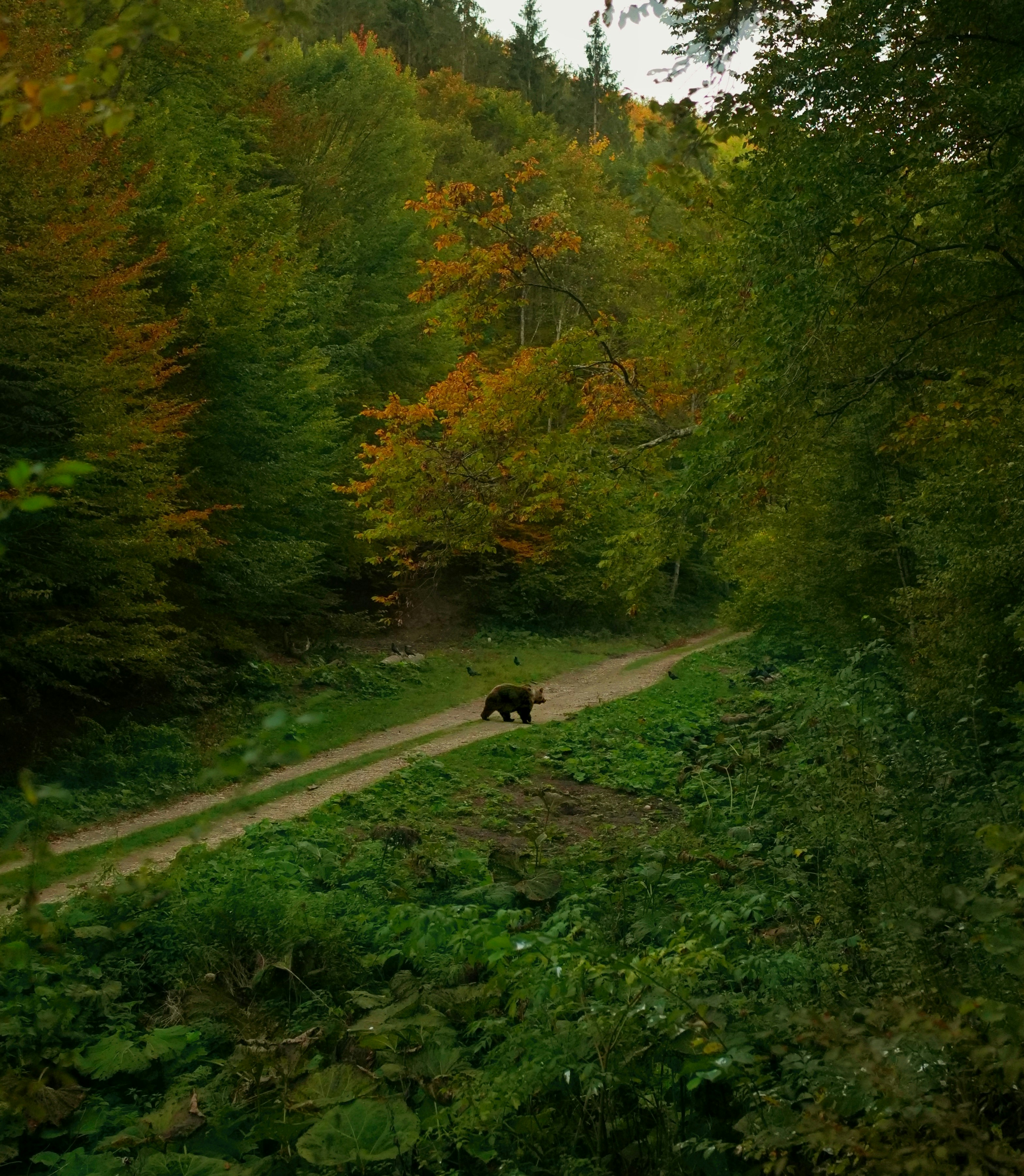 Forest Pathway with a Curious Bear