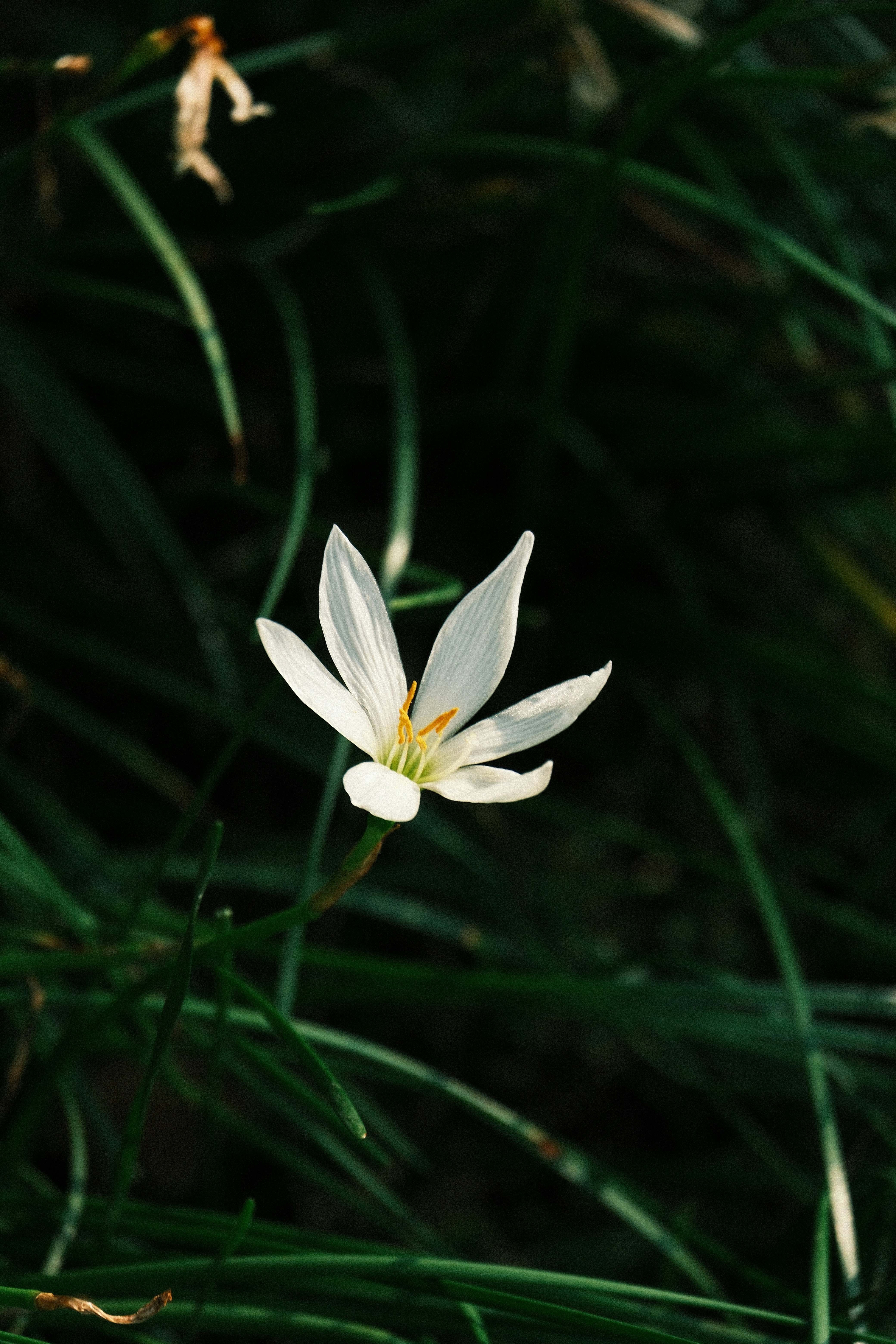 White Flower in Spotlight: A Delicate Rise Above Green Tangles