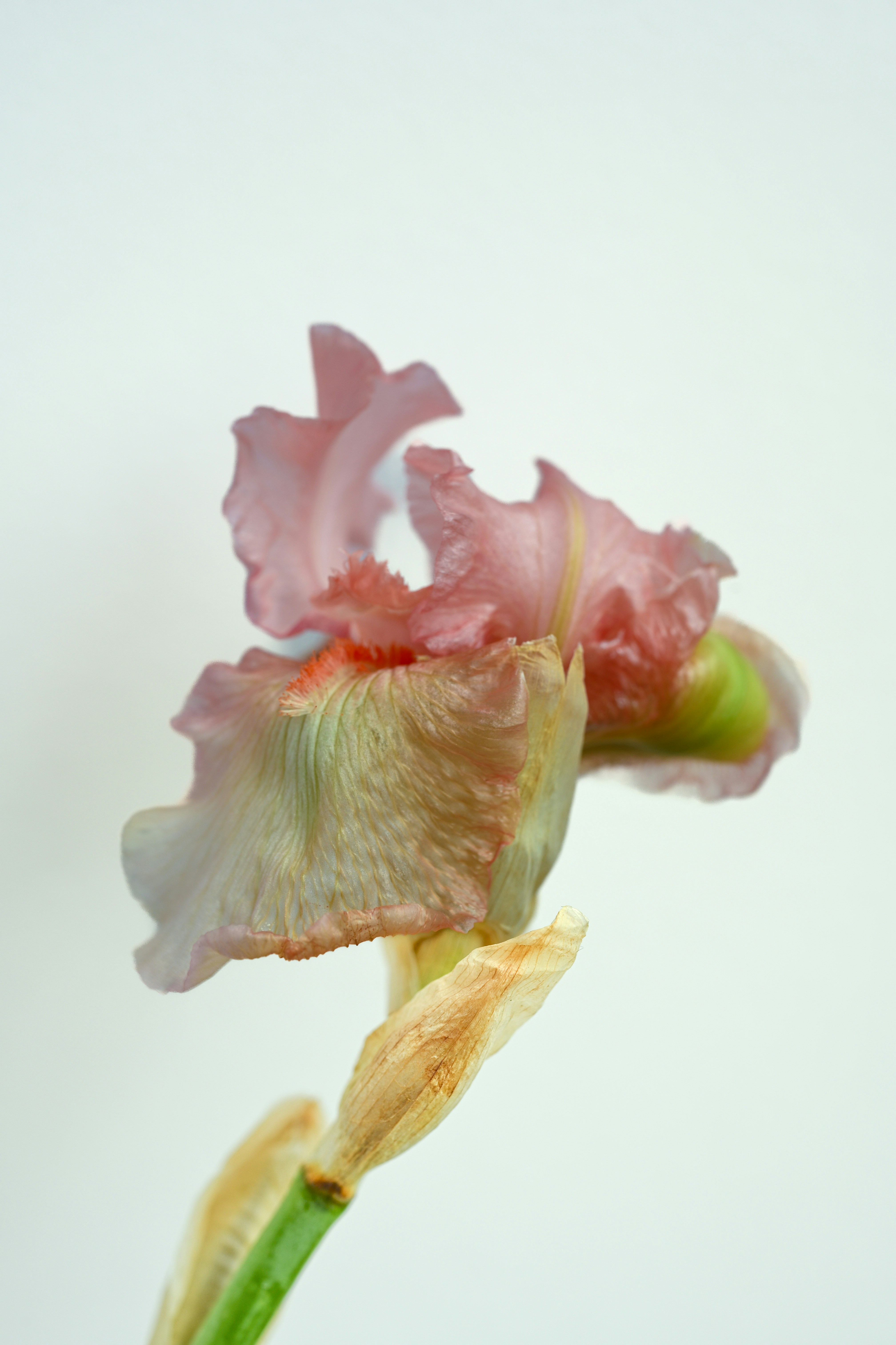 Photo by Severina Seidl with Nikon Zf