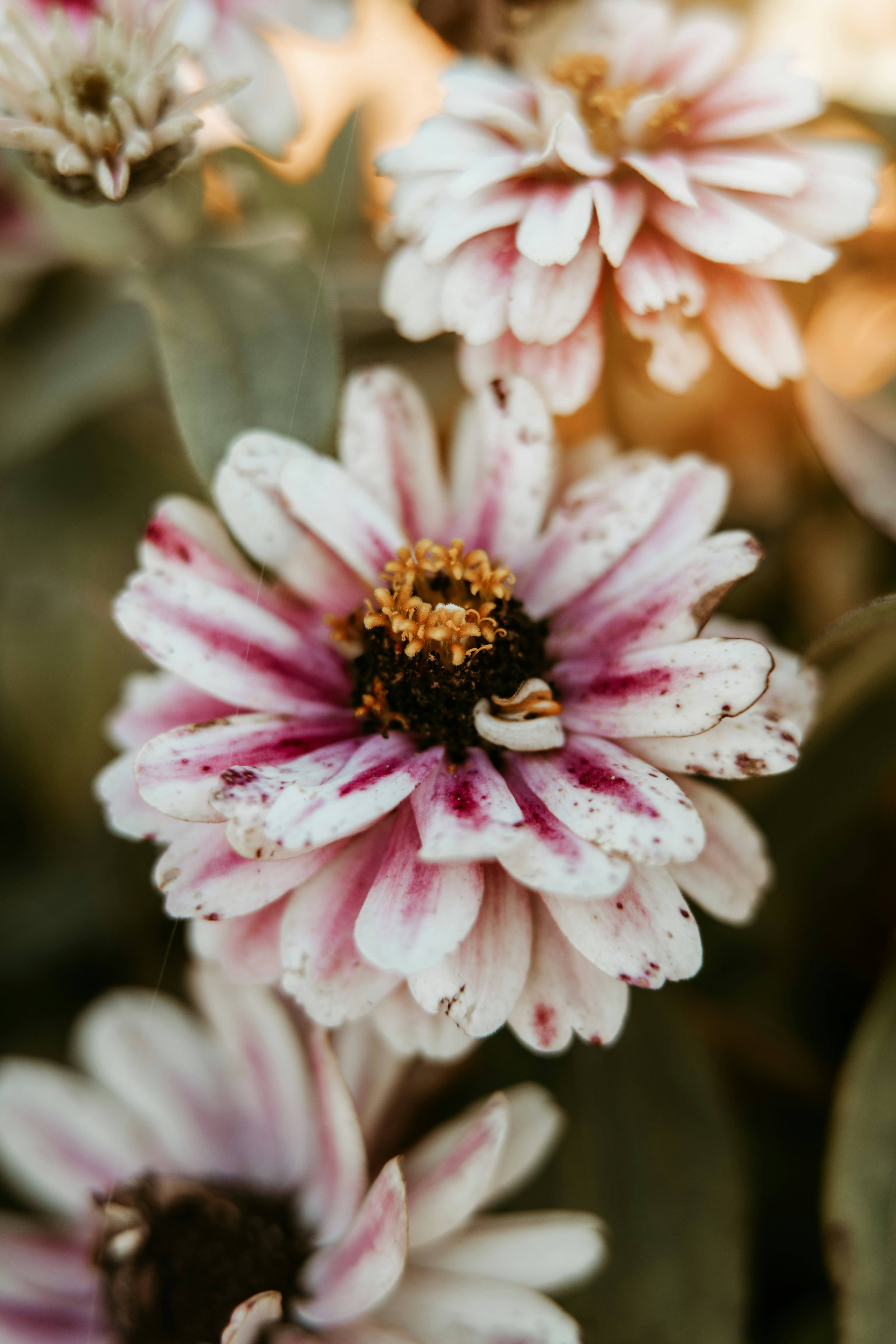 Soft Petal Bloom in Warm Evening Light