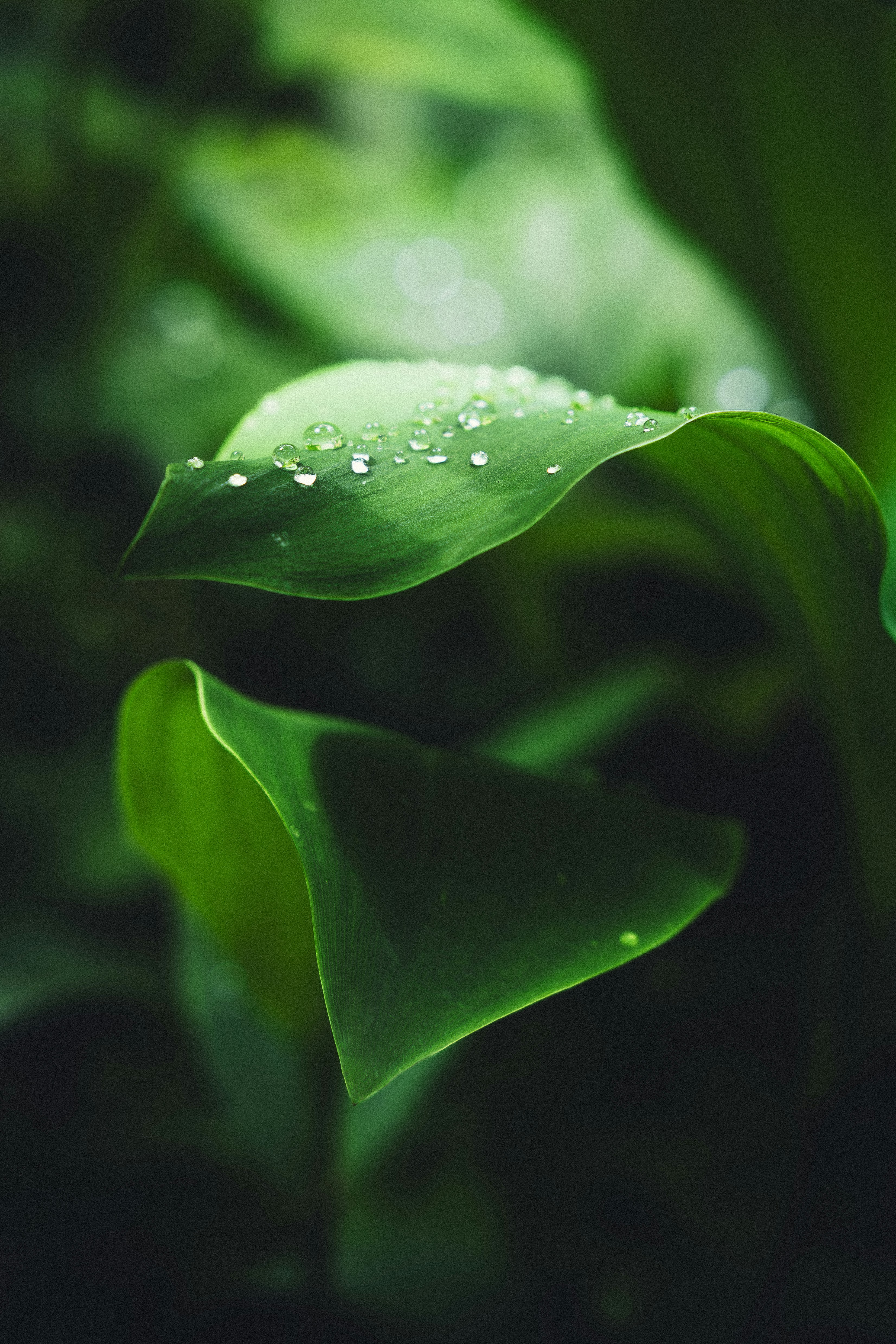 Dew-Kissed Leaf Edge in a Quiet Green World