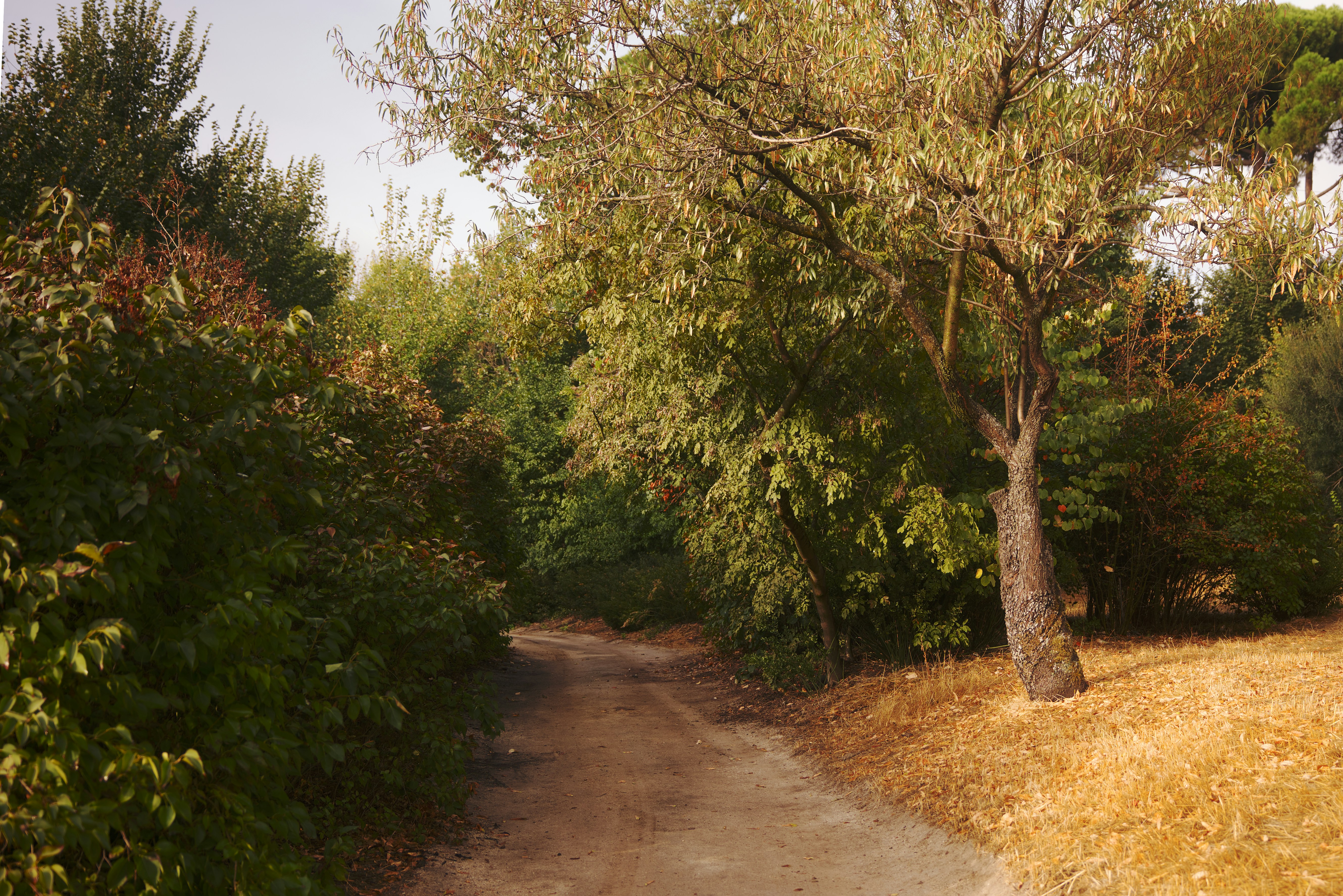 Sunlit Path Through A Quiet Woodland Corridor