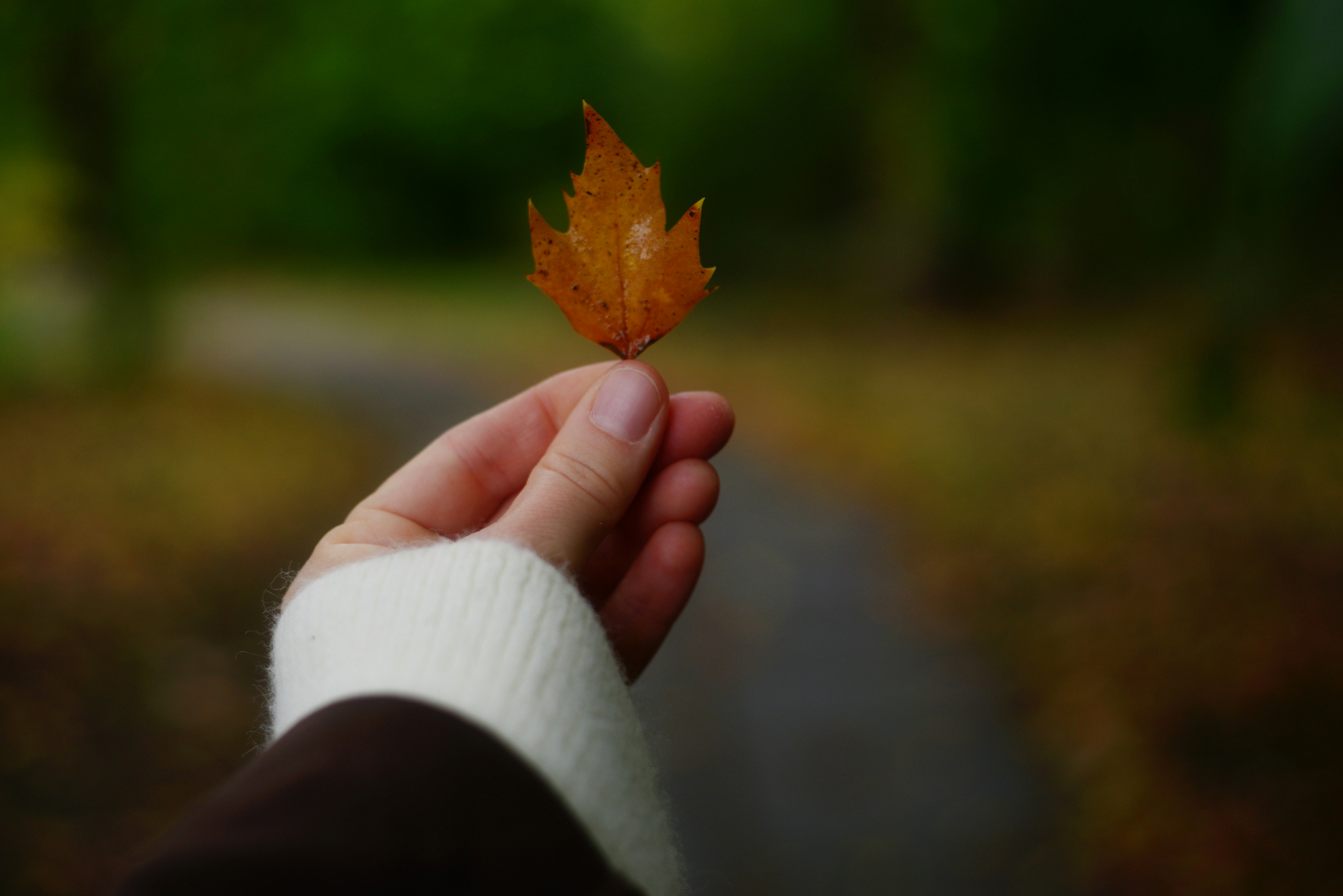 Autumn Leaf at Center Stage