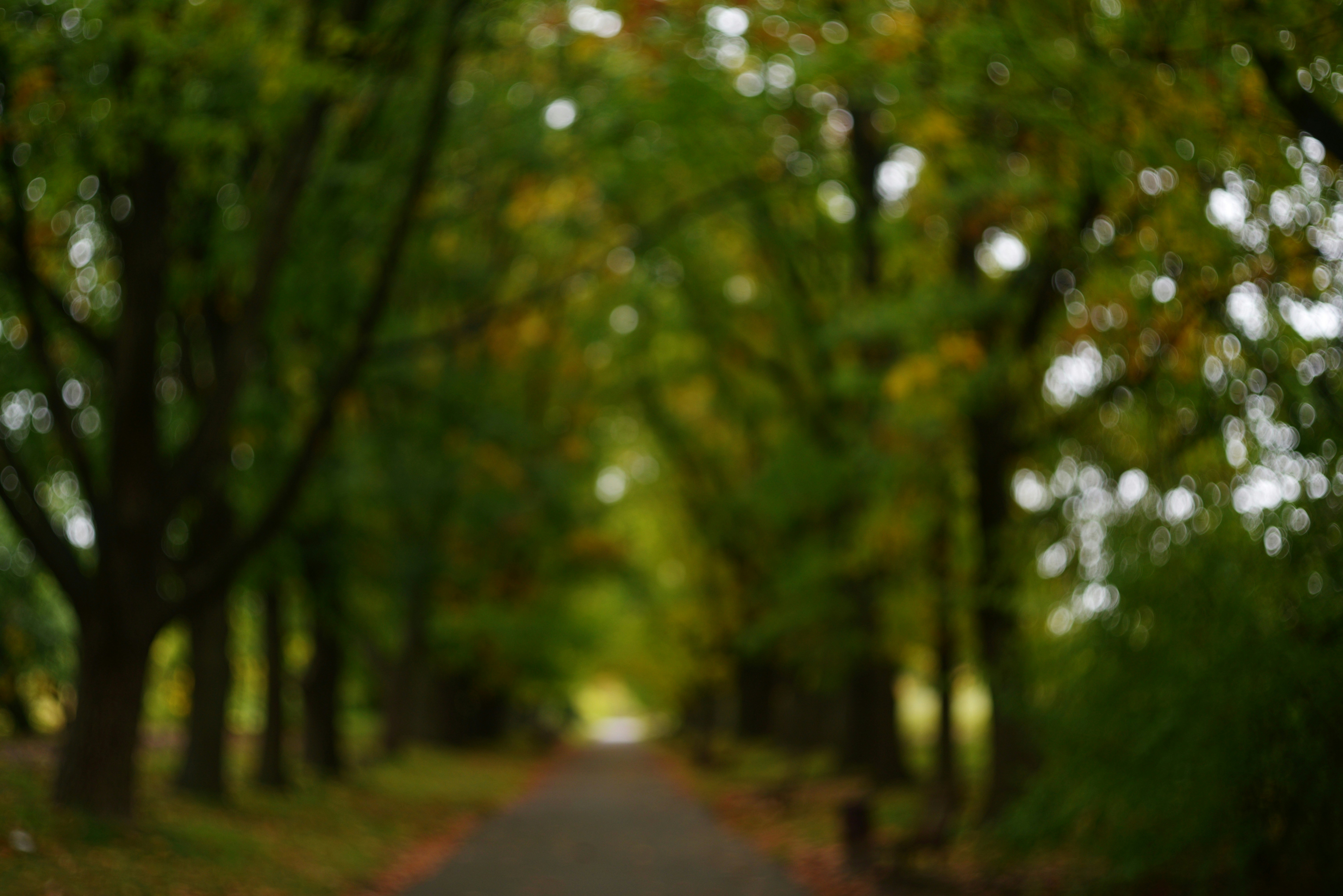 Blurred Tree-lined Path: An Autumnal Retreat in Soft Focus