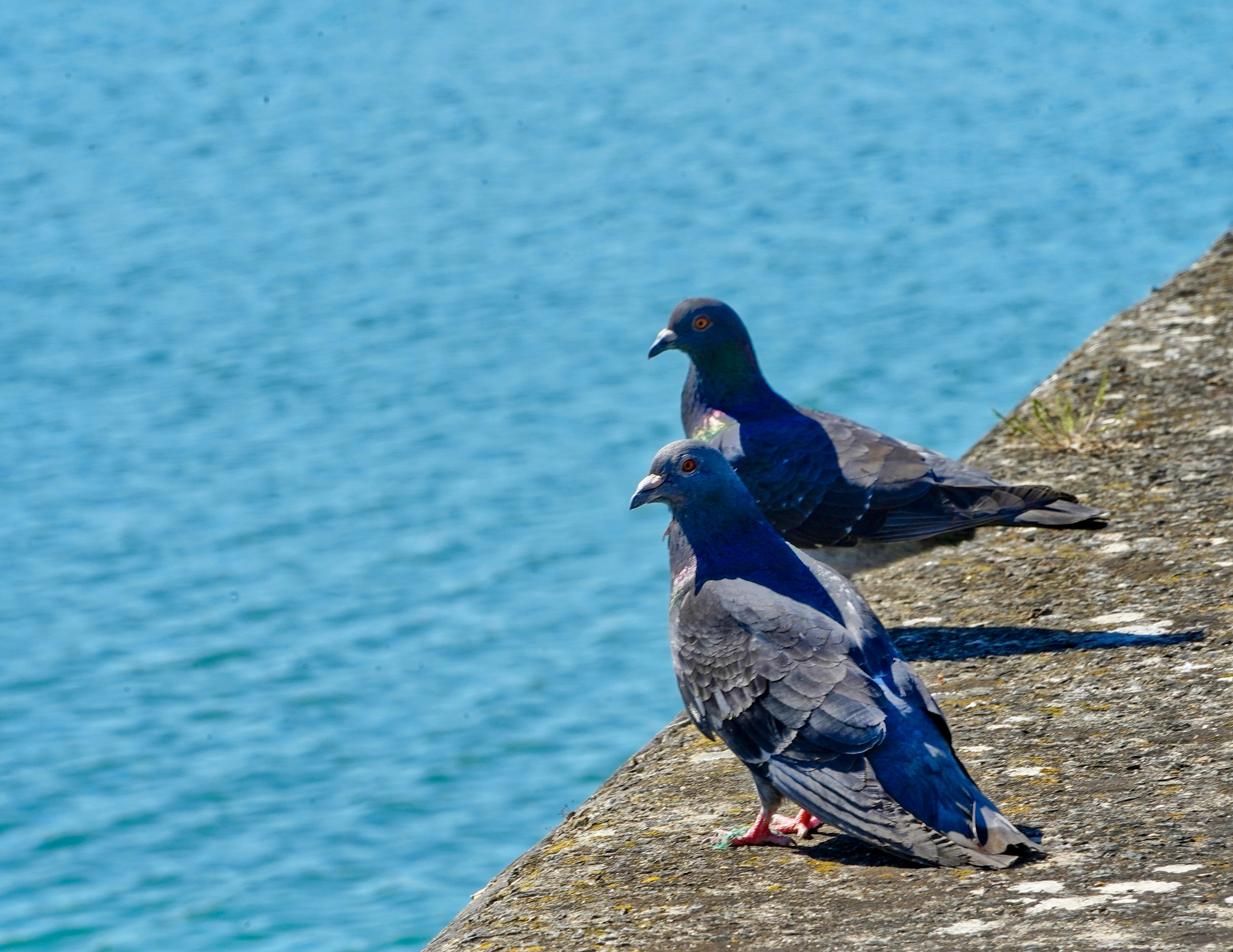 Two rock doves perched on a concrete dock edge over bright blue sea water