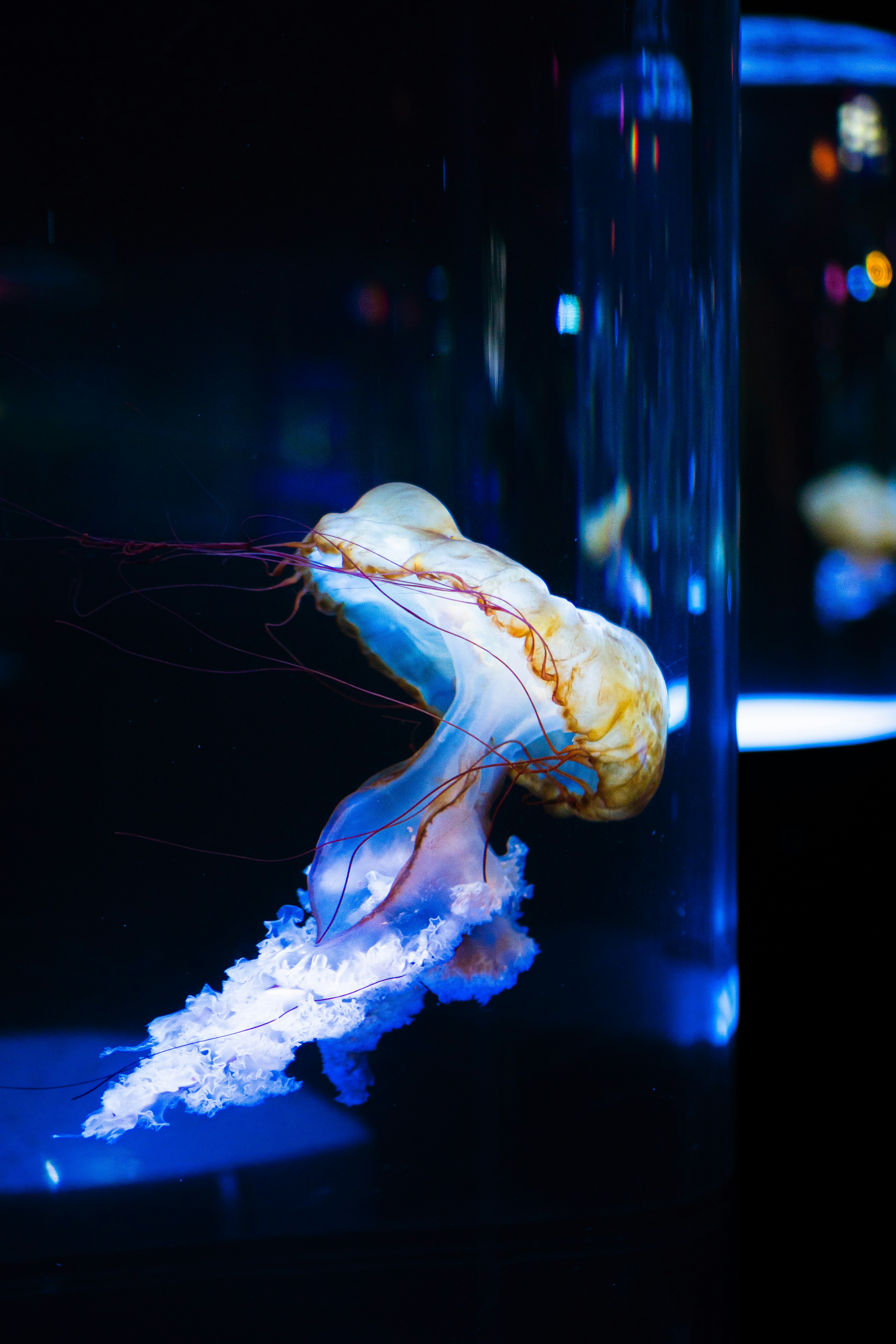 Blue Hour Jelly: A Jellyfish Suspended in Neon Night