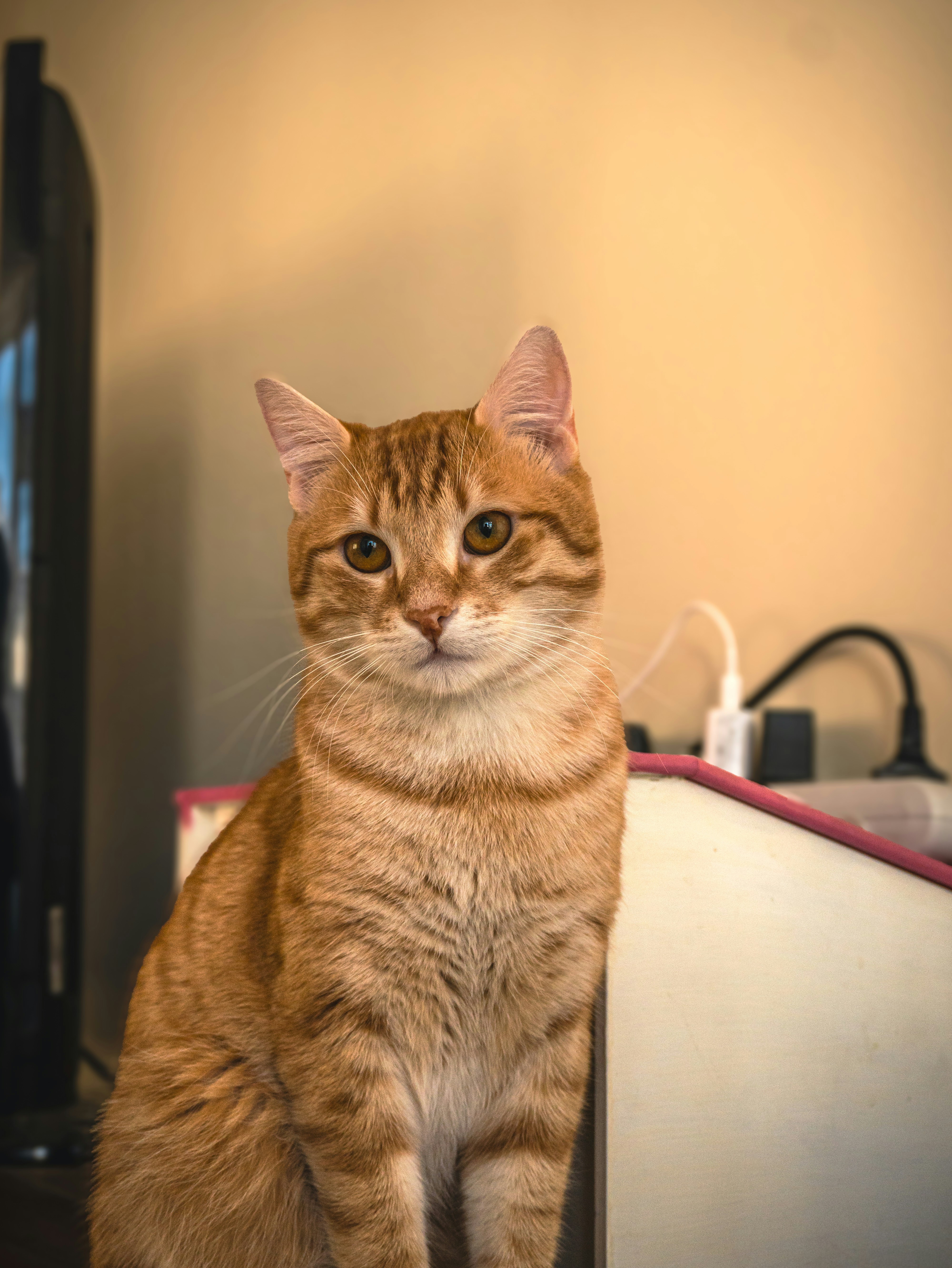 Golden Hour Cat: Portrait of a Curious Ginger