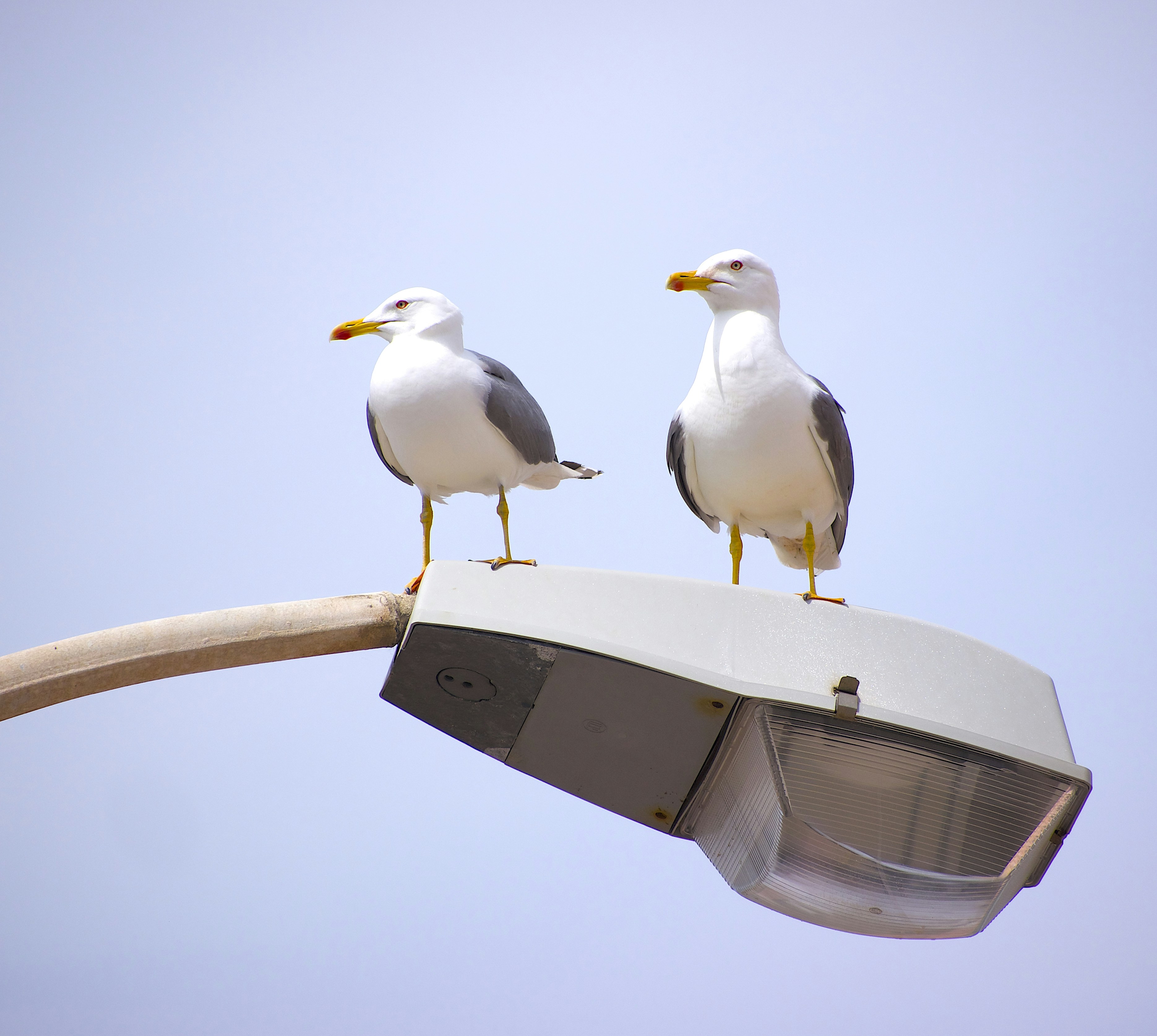Two seagulls perched on a street lamp against a bright blue sky; the scene highlights urban wildlife resting on a man-made structure. This is a photograph.
