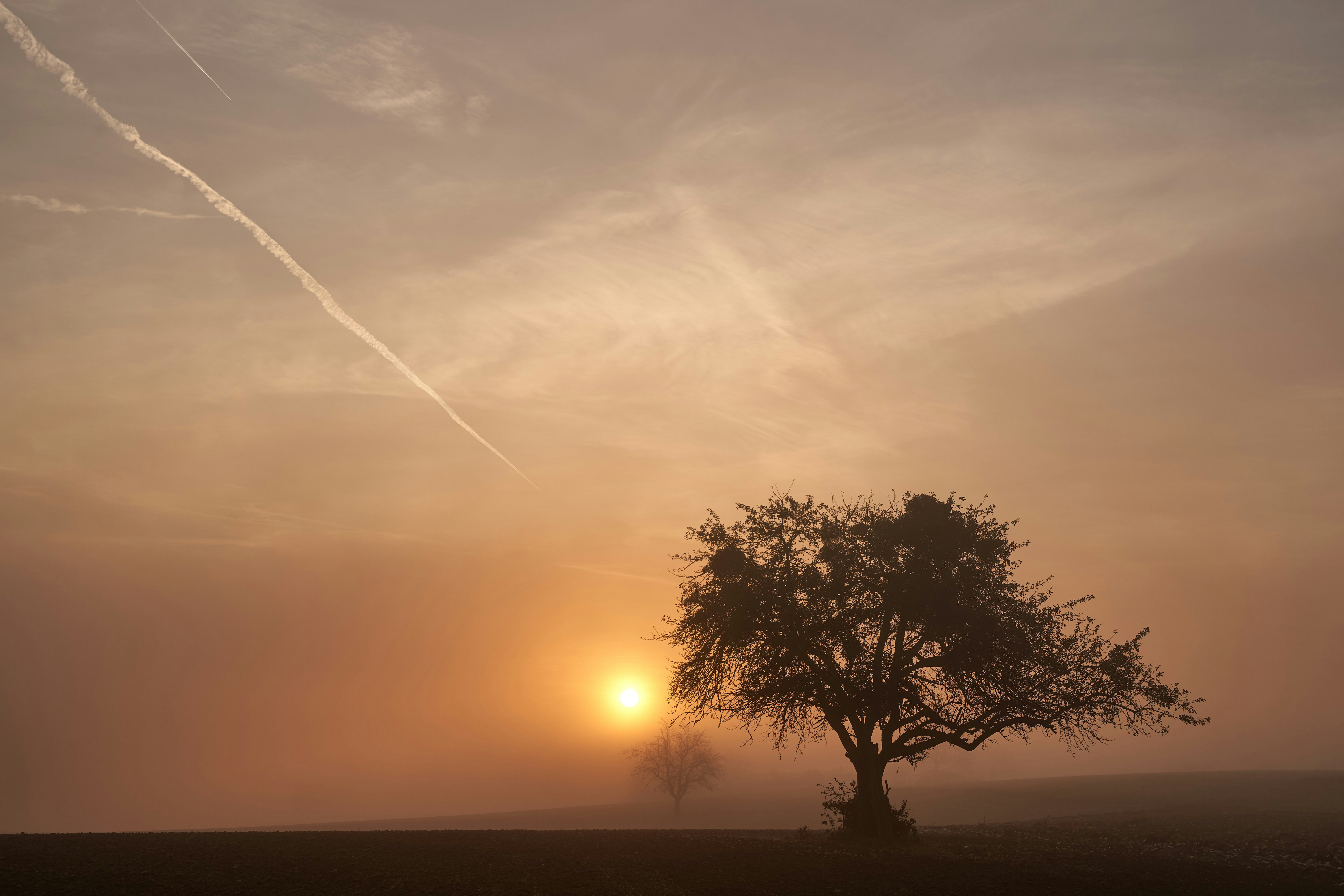 Sunlit Solitude: A Lone Tree at Dawn Over a Quiet Plain