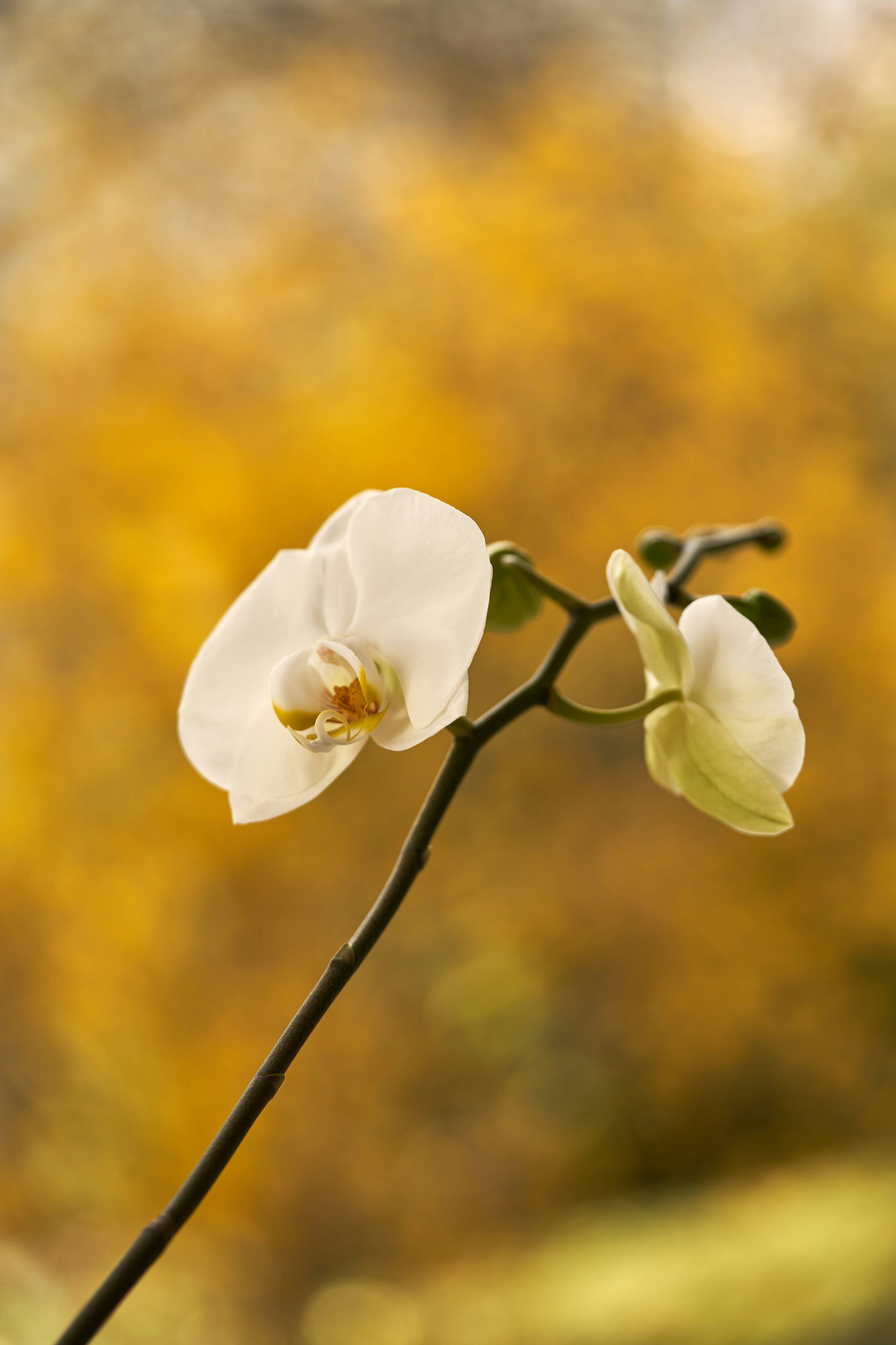 White Orchid Against Autumn Blur