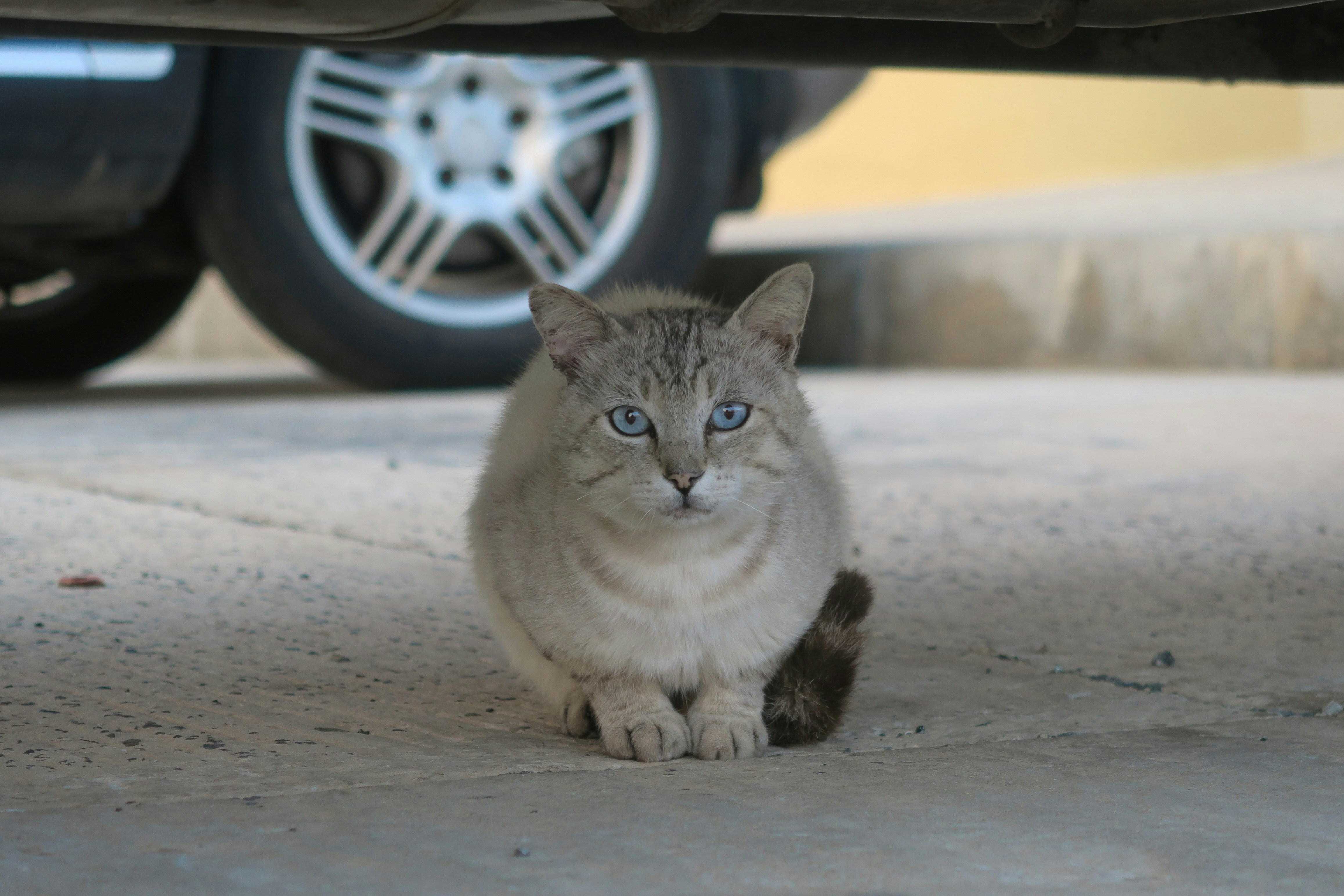 Hidden undercarriage: a calm cat waits in the shade