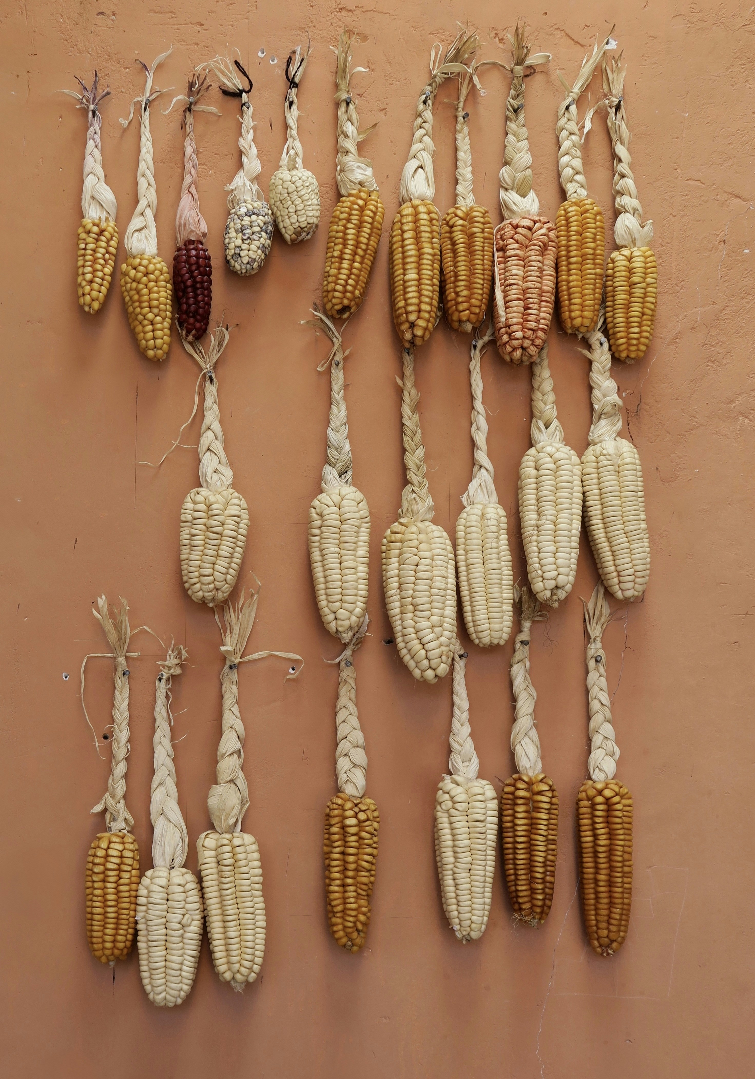 Dried corn rows on a sun-washed terracotta wall