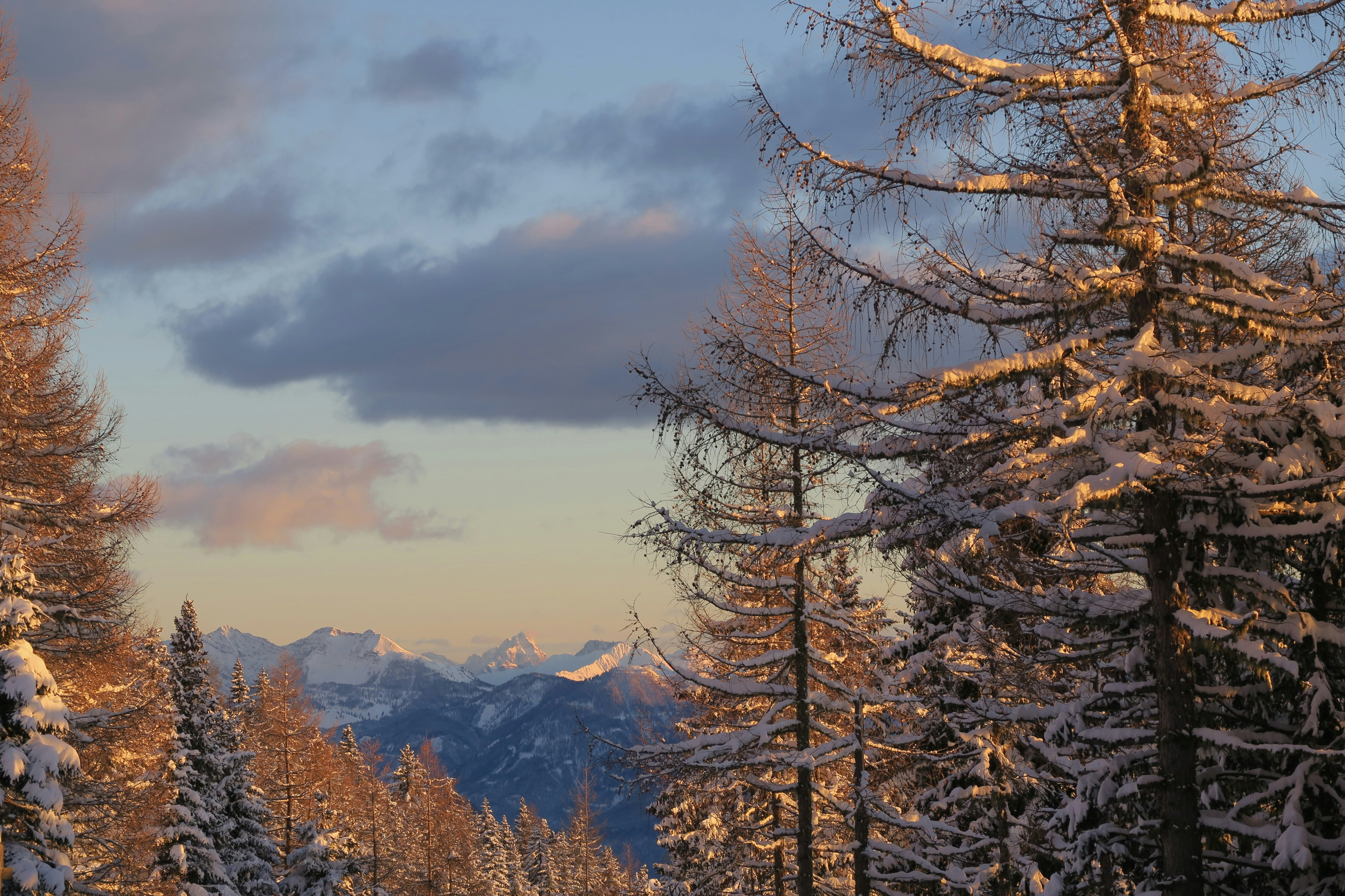 Snow-kissed Pines Frame a Distant Alpine Crest at Sunset