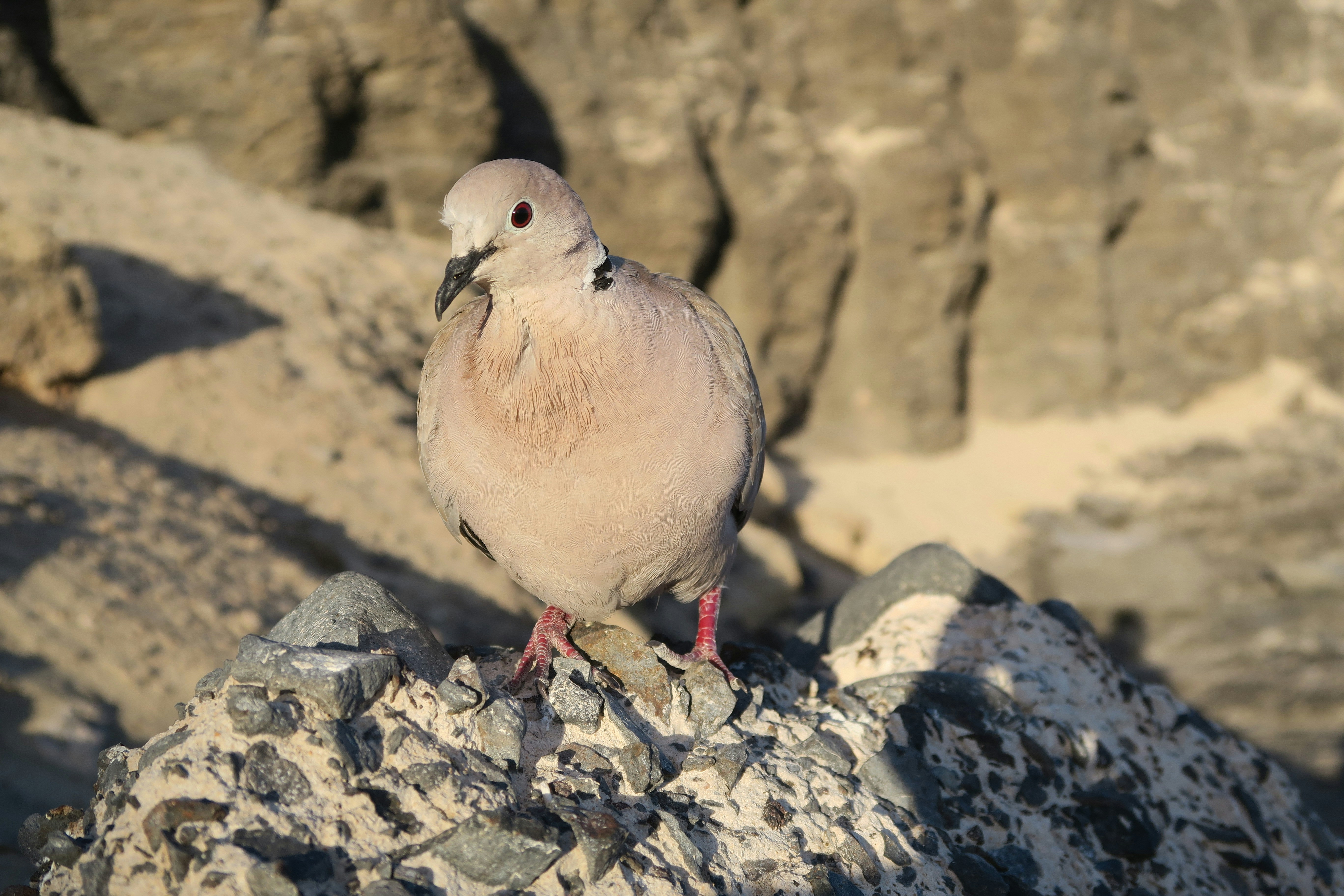 Pale Dove on Granite Steps: A Quiet Seabird Portrait