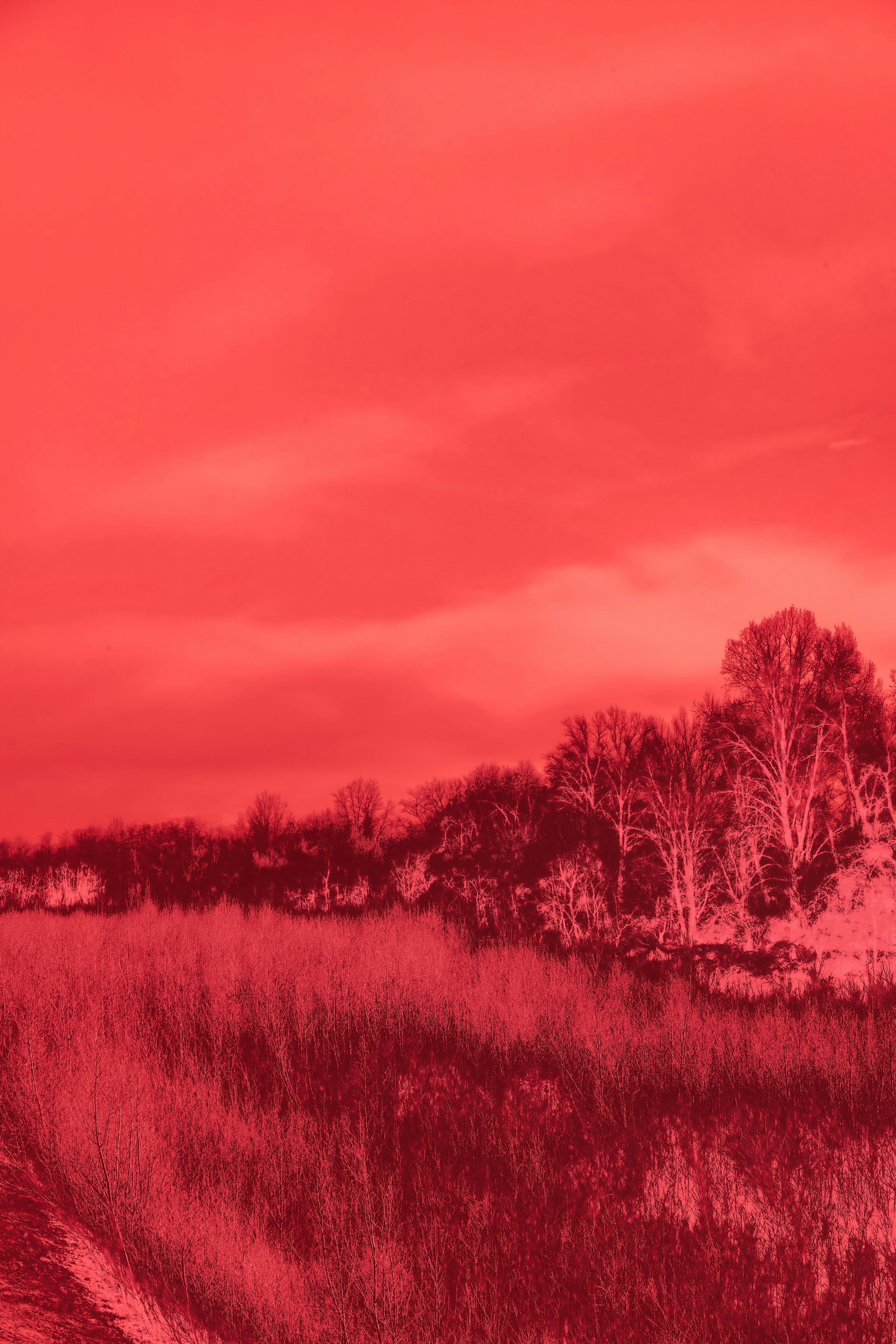 Crimson Horizon over Winter Reeds