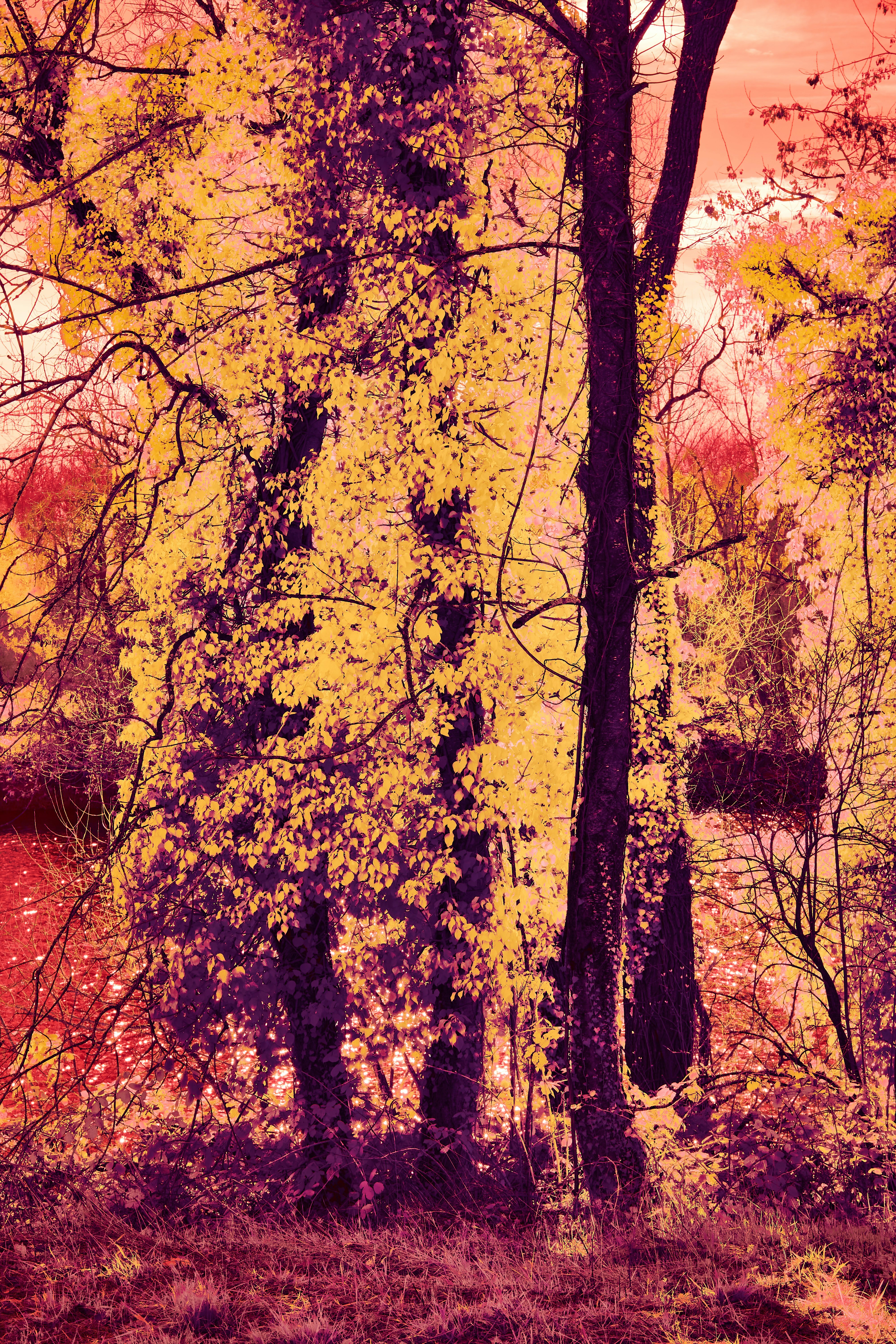 Autumn Abstract: Neon Trees Across a Sunset Pool