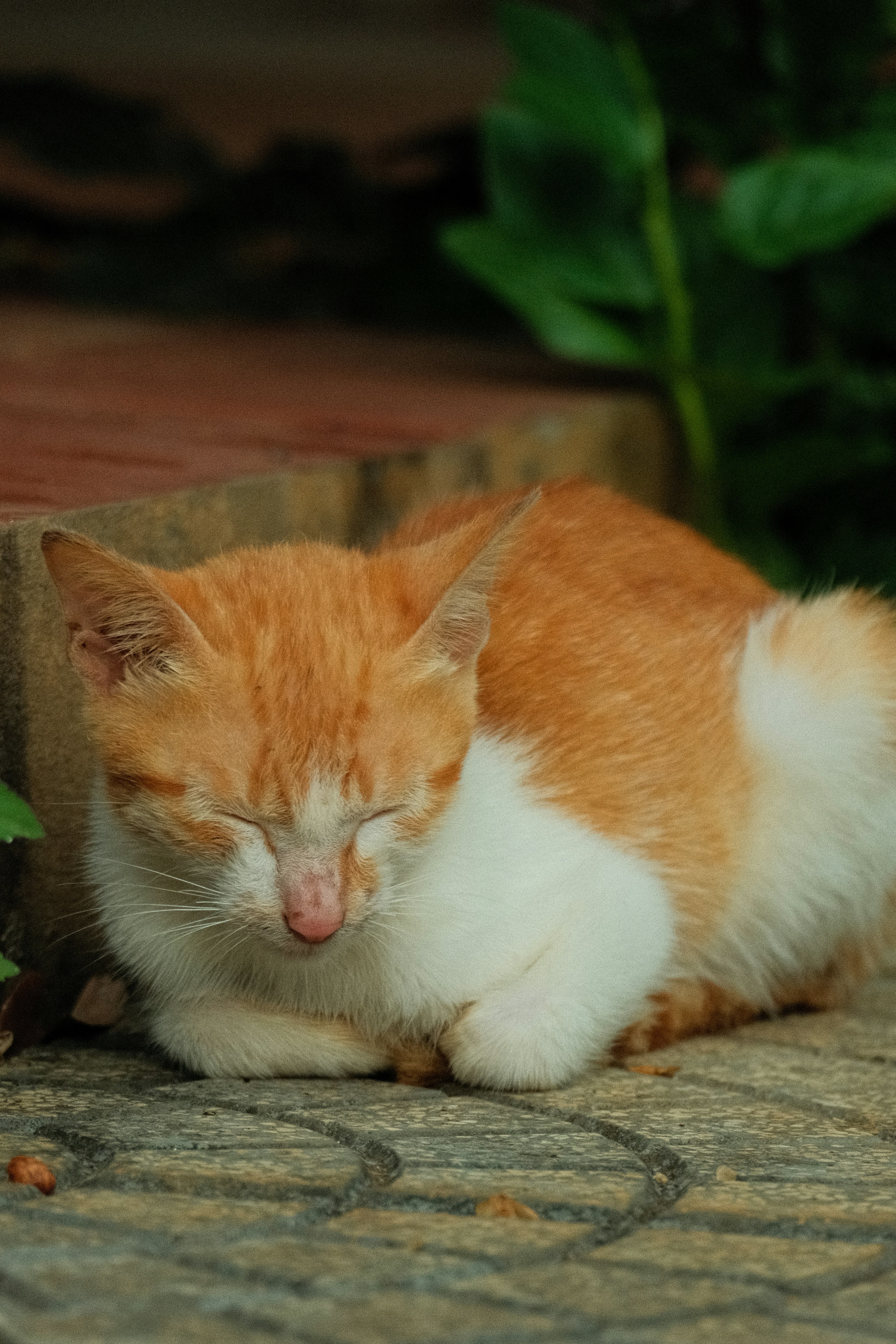 Sunlit Slumber on a Garden Step