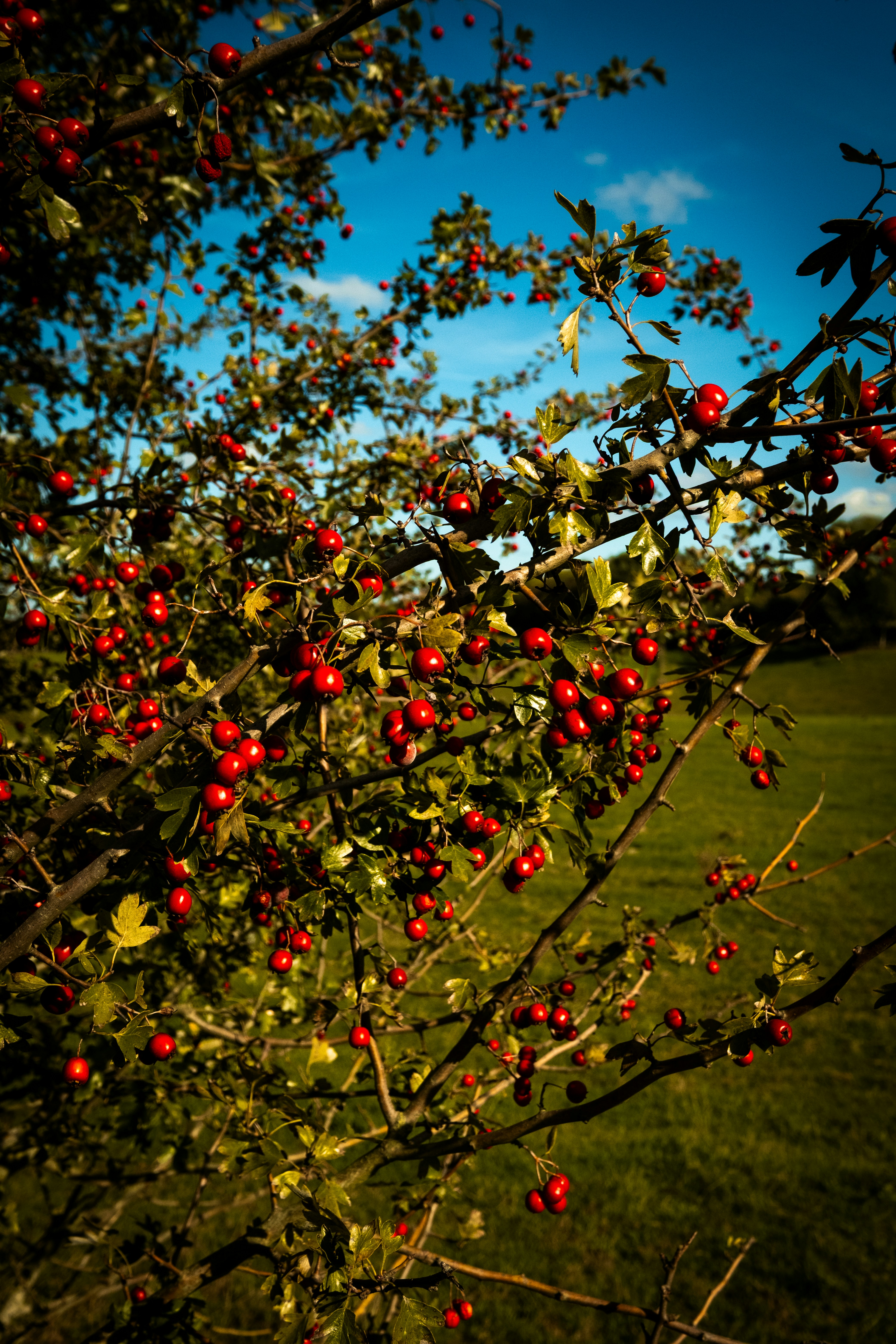 Red Berries in the Sunny Orchard: A Close-Up of Autumn Vines