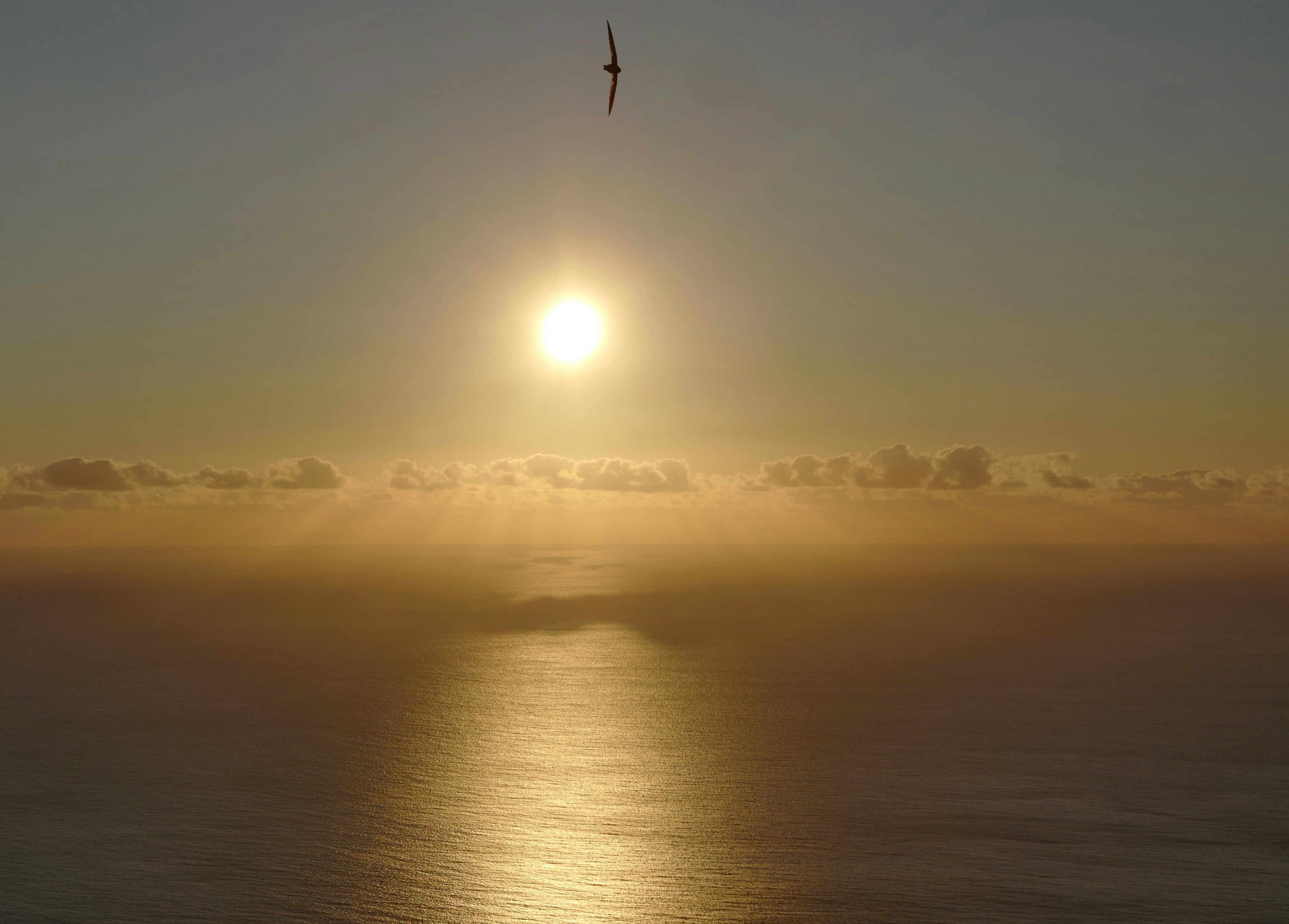 Low sun over a calm sea with a lone seabird in flight above the horizon; warm golden tones and soft clouds form a serene seascape.