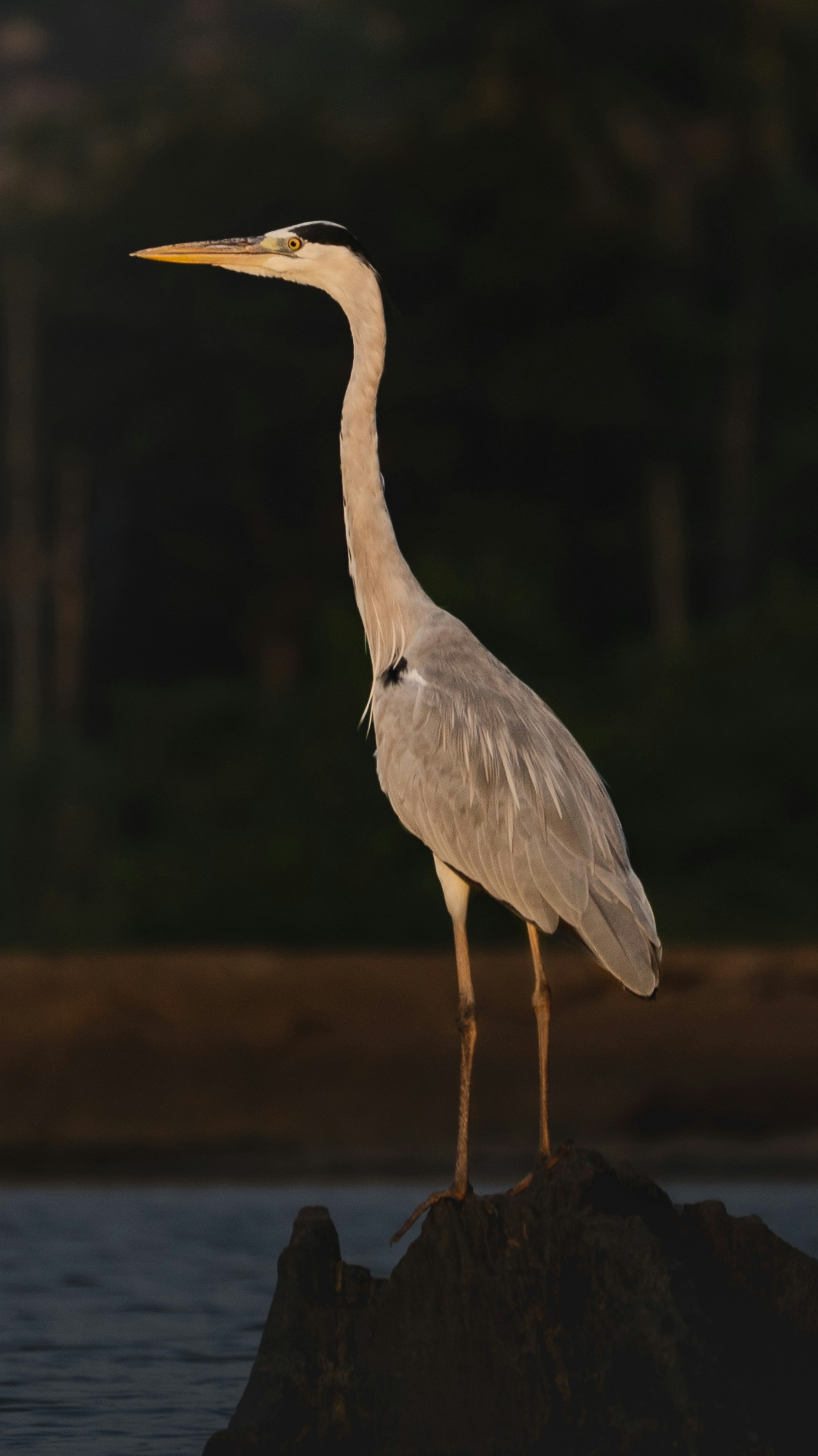 A majestic great blue heron stands gracefully on a weathered tree stump near the water, illuminated by soft golden-hour light. Its long neck, sharp yellow beak, striking eye, and detailed gray feathers stand out against a dark, blurred natural background. This serene wildlife photograph captures the elegance, patience, and beauty of a heron in its natural habitat, making it perfect for bird photography, nature lovers, and wildlife enthusiasts.