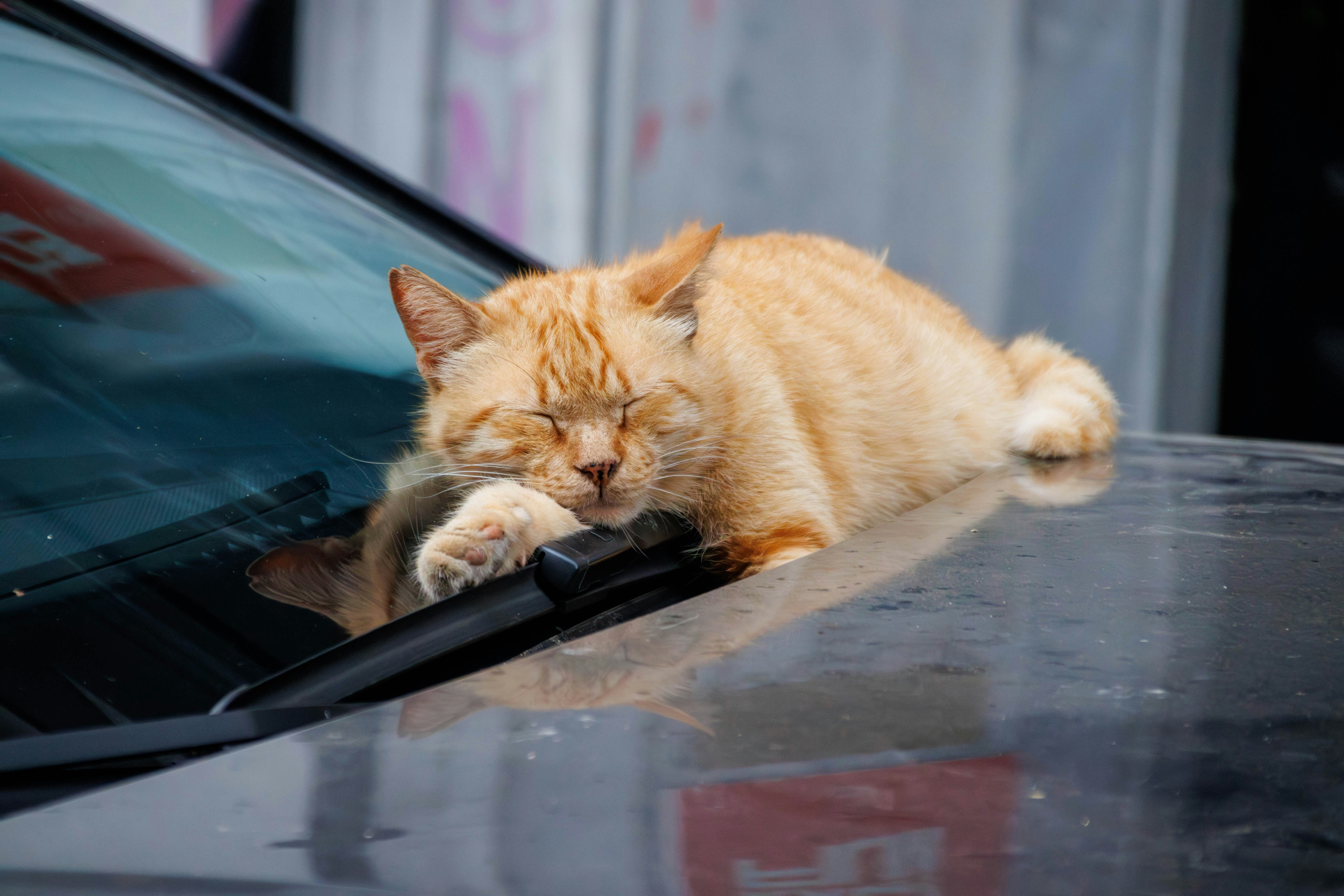 Amber Slumber on a Car Hood: A Quiet Moment in the Urban Glow