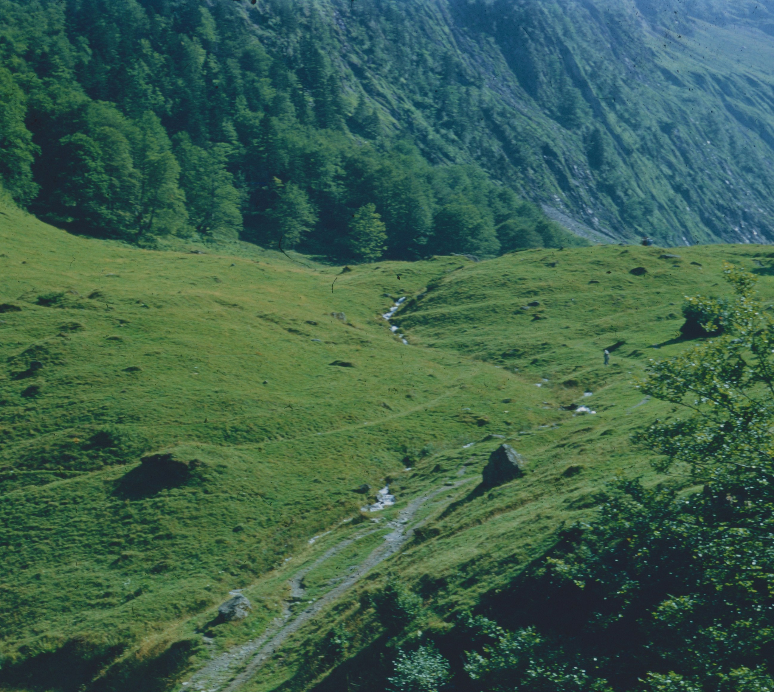 Verdant Ridge Path: A Quiet Ascent Through Alpine Green