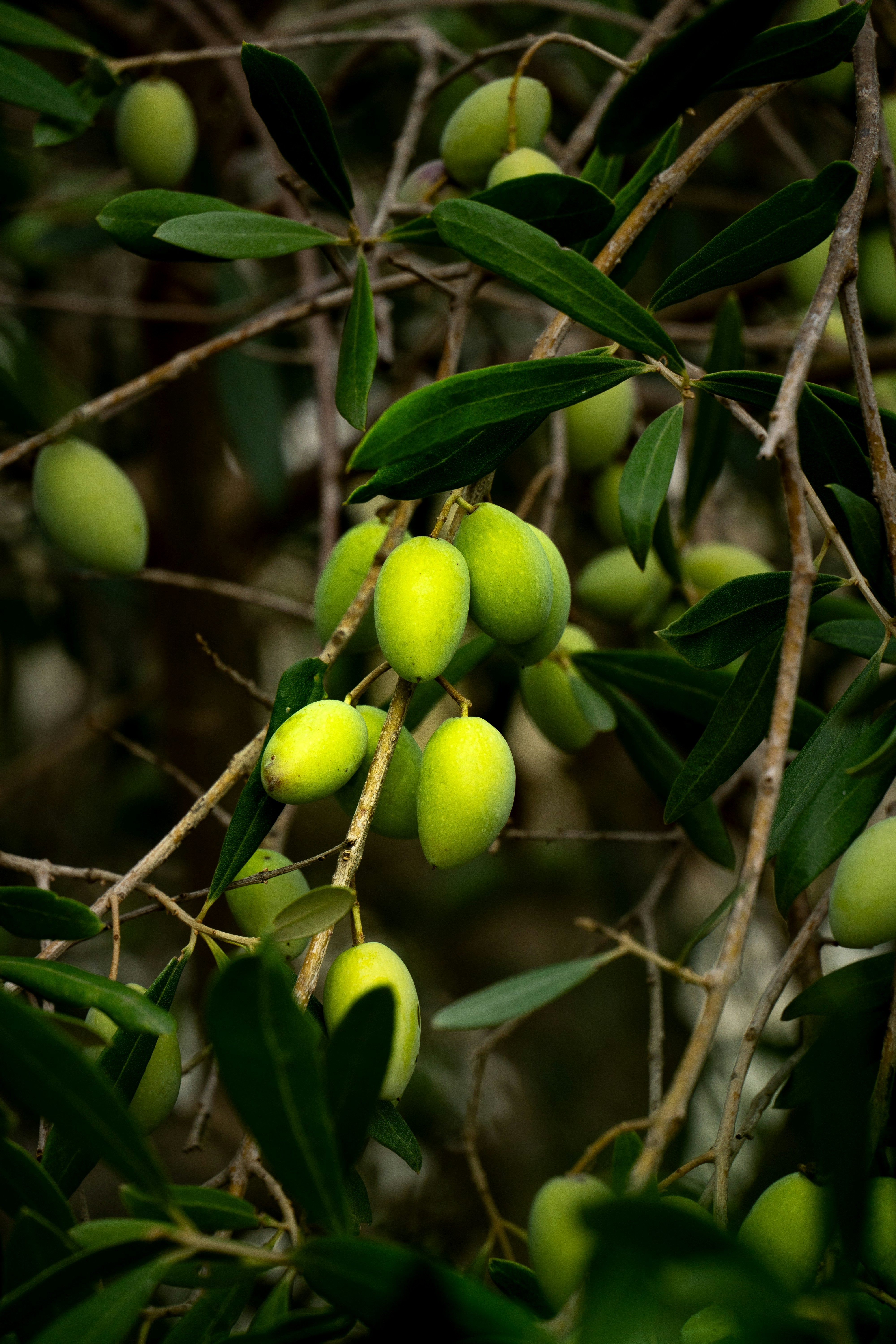 Olive Bounty: Clusters of Green Fruit on a Sunlit Branch