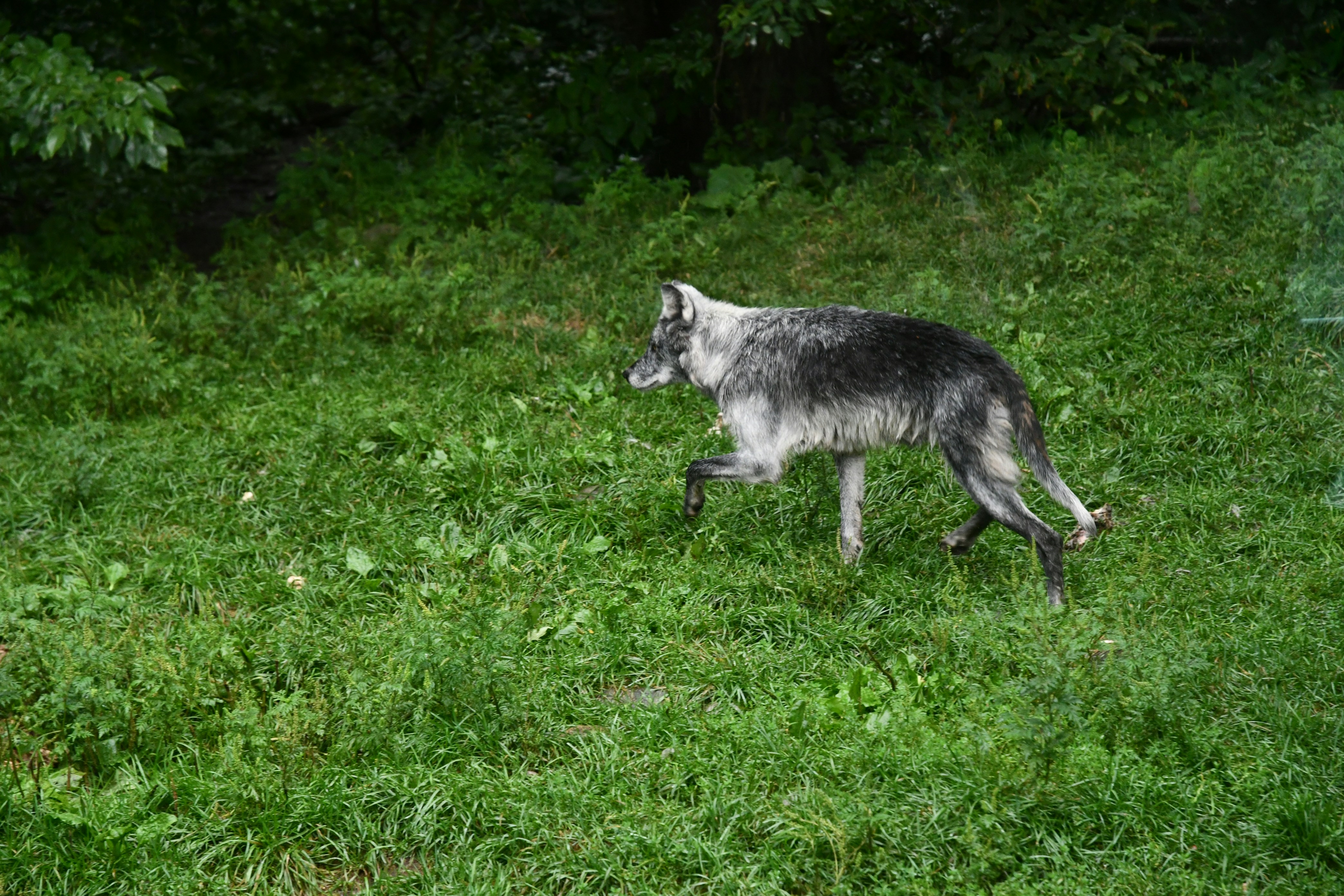 Mid-Green Wanderer: A lone wolf prowling the meadow