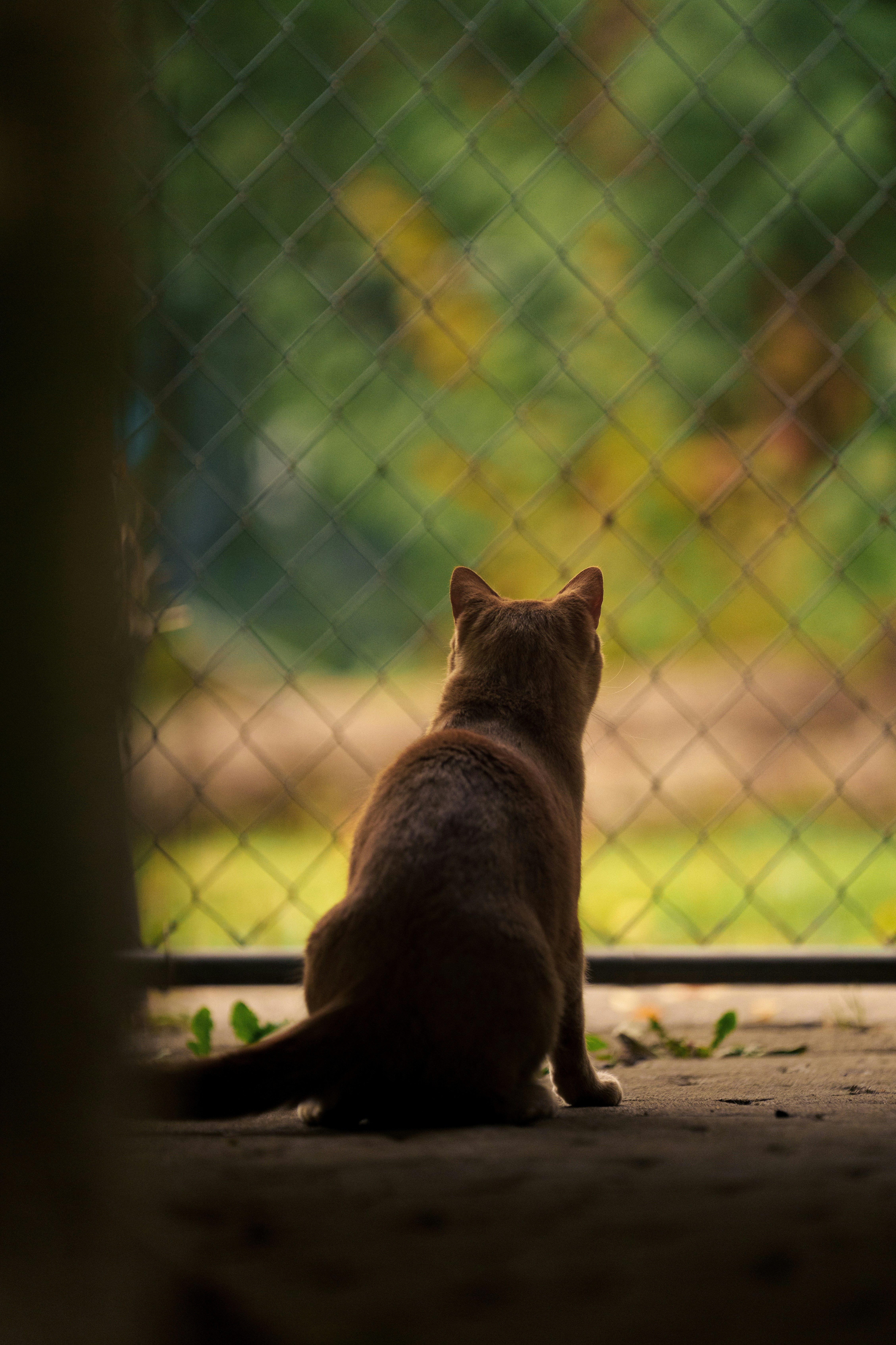 Backlit Feline Gazing Through a Chain-Link Window