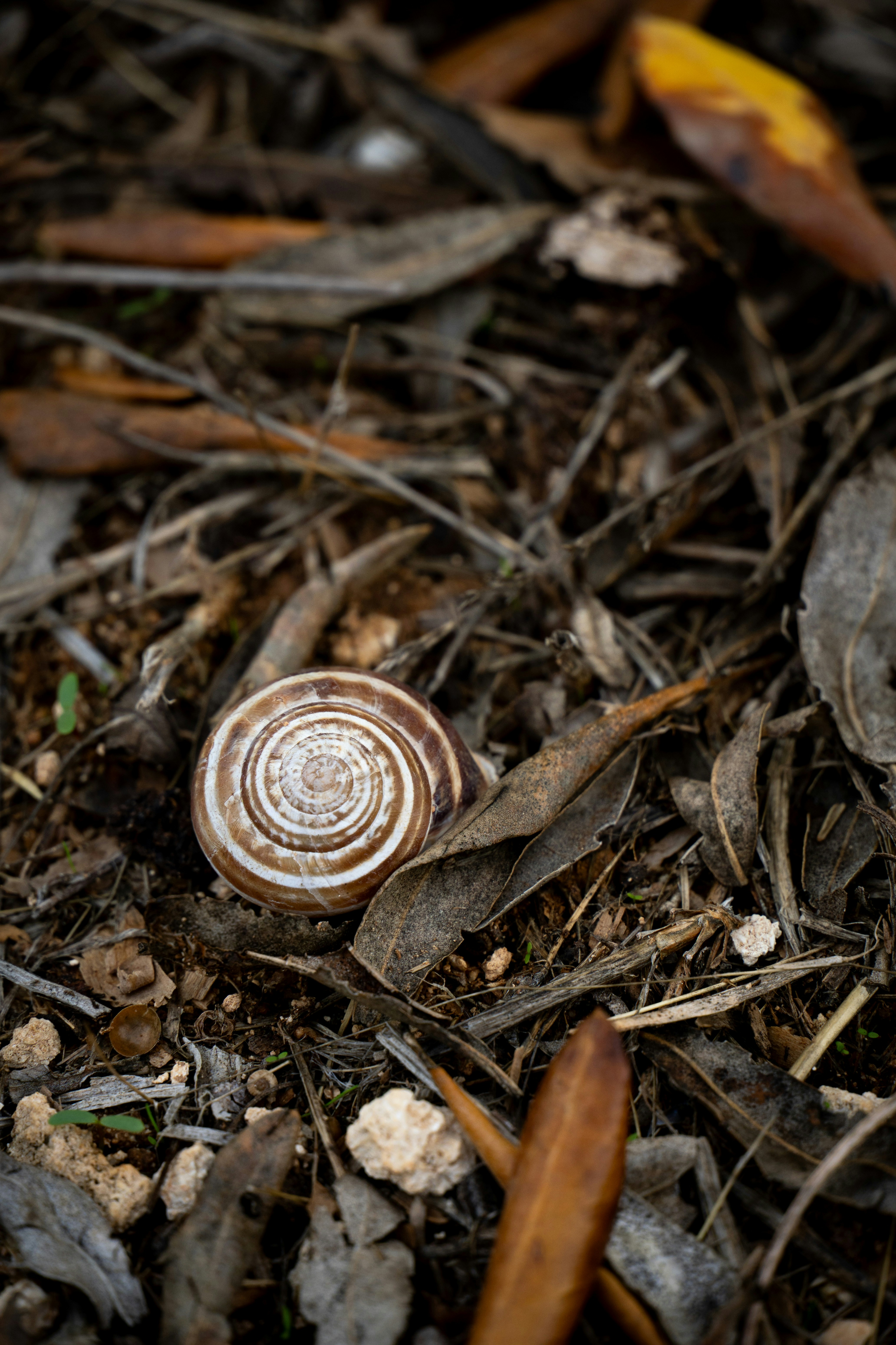 Close-up of a brown-and-cream spiral shell resting on leaf litter and twigs, with surrounding forest floor texture. The image emphasizes natural detail and texture; this is a natural scene photograph.