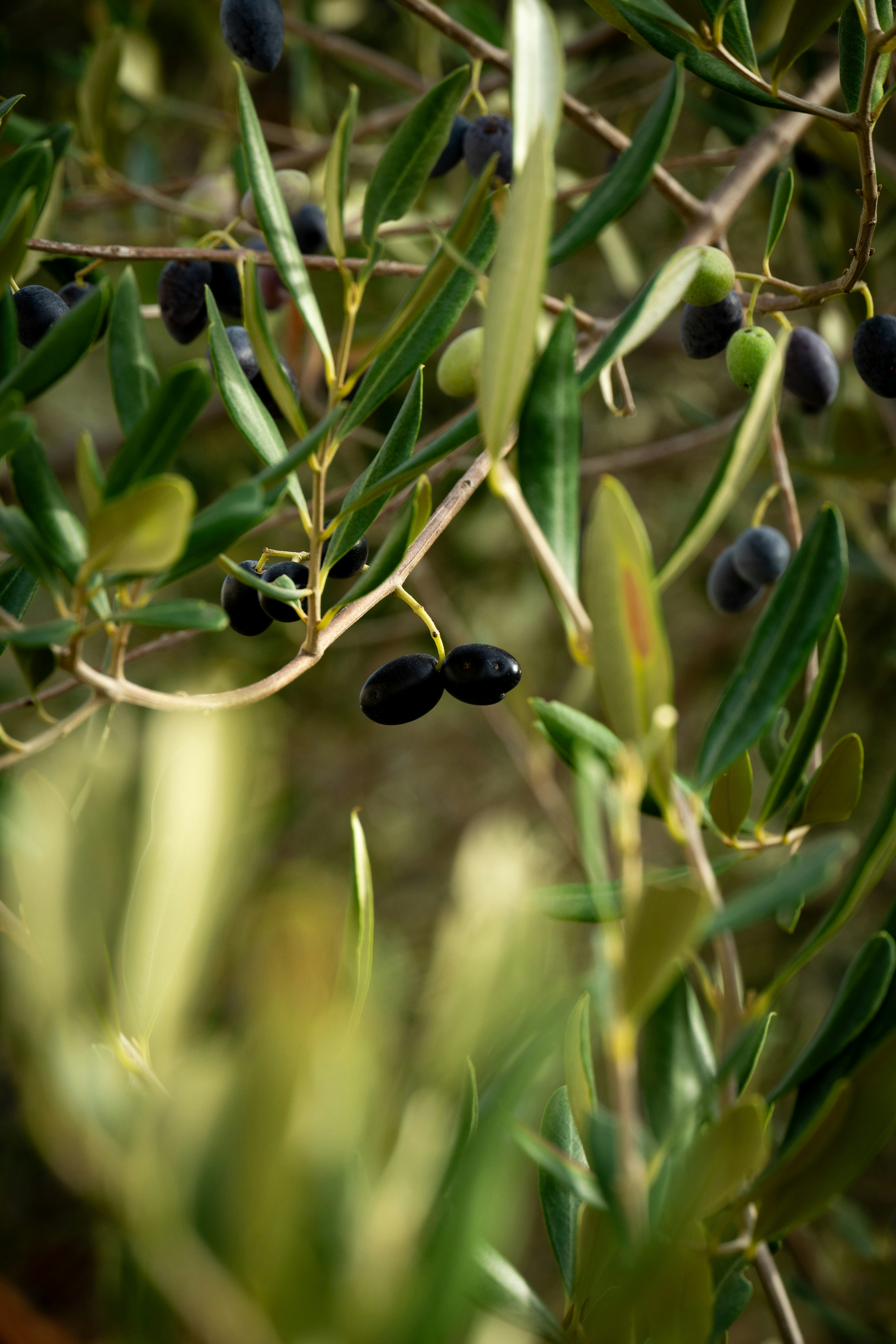 Ripe black olives hanging naturally among slender green leaves and intertwined branches of an olive tree. Deep purple and black fruits contrast with the soft green foliage, while the shallow depth of field creates a gentle, atmospheric background. The photograph captures the richness of the Mediterranean landscape, the beauty of seasonal olive ripening and the traditional agricultural character of olive groves.