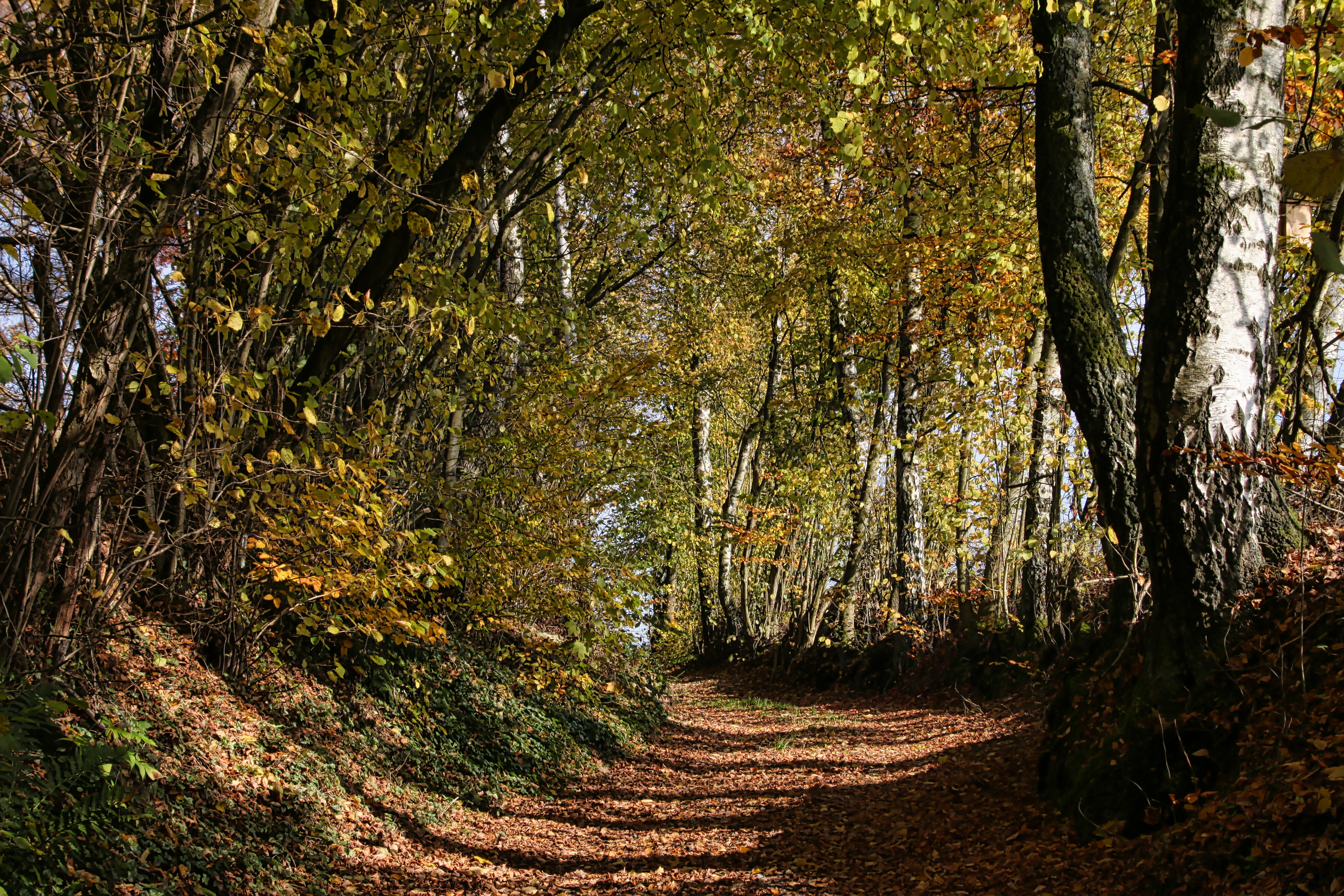 Sunlit forest path lined with trees shedding leaves in autumn, inviting a peaceful walk along a carpet of fallen foliage. The scene emphasizes the tunnel-like canopy and the earthy tones of the season.