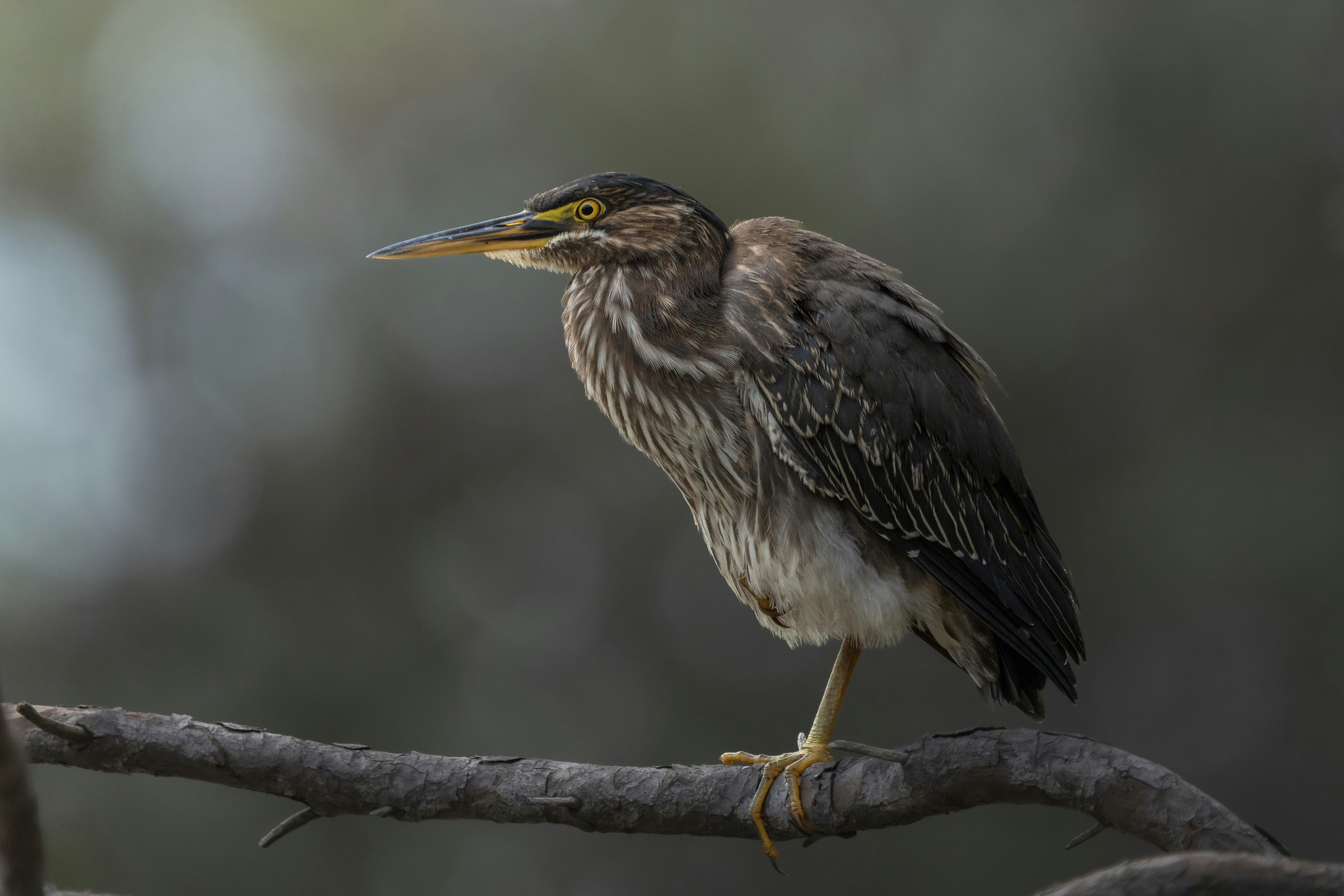 Perched Heron in Soft Backdrop: A Quiet Moment on a Branch