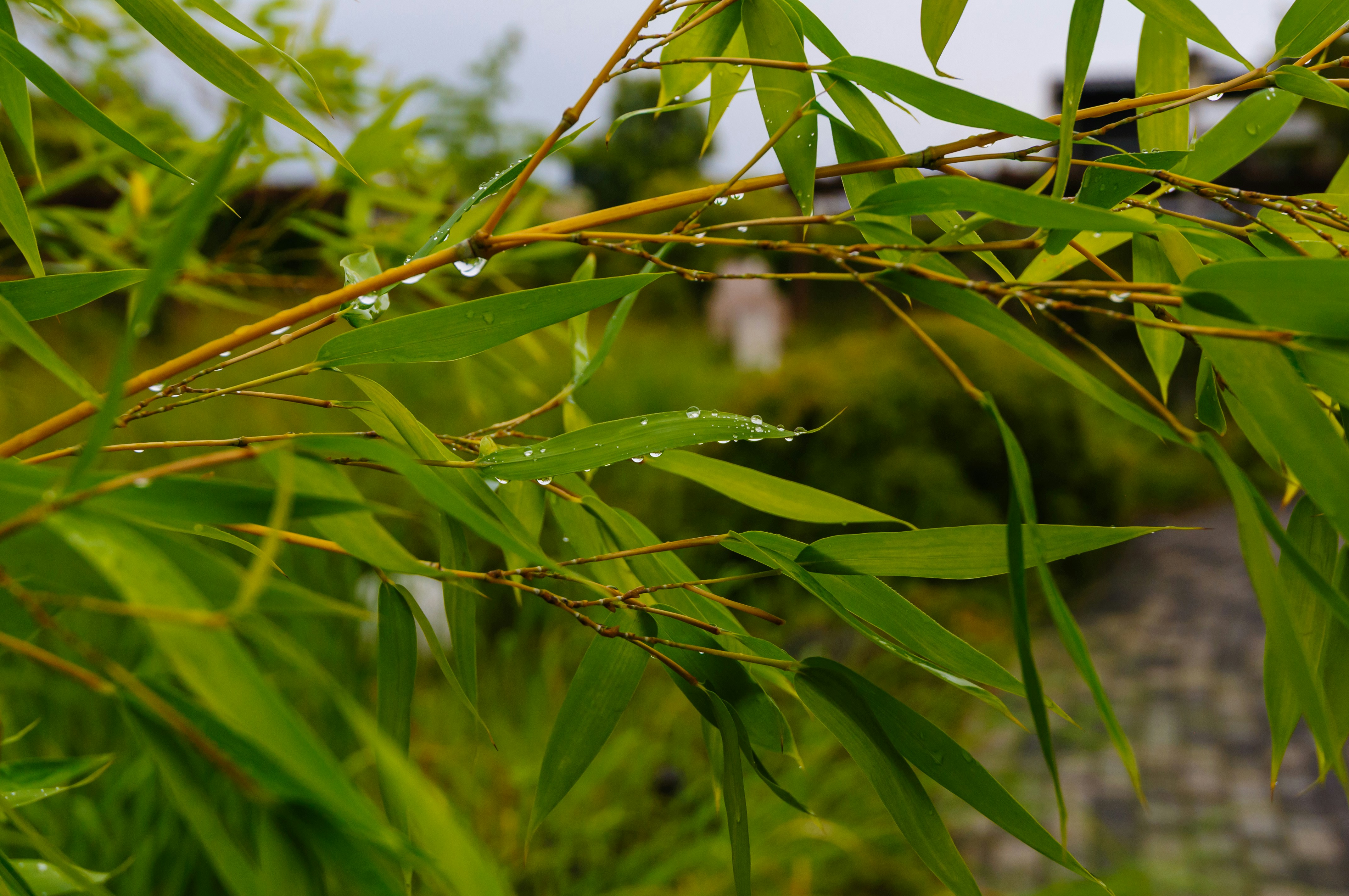 Dew-kissed Willow Branches Framing a Quiet Garden Path