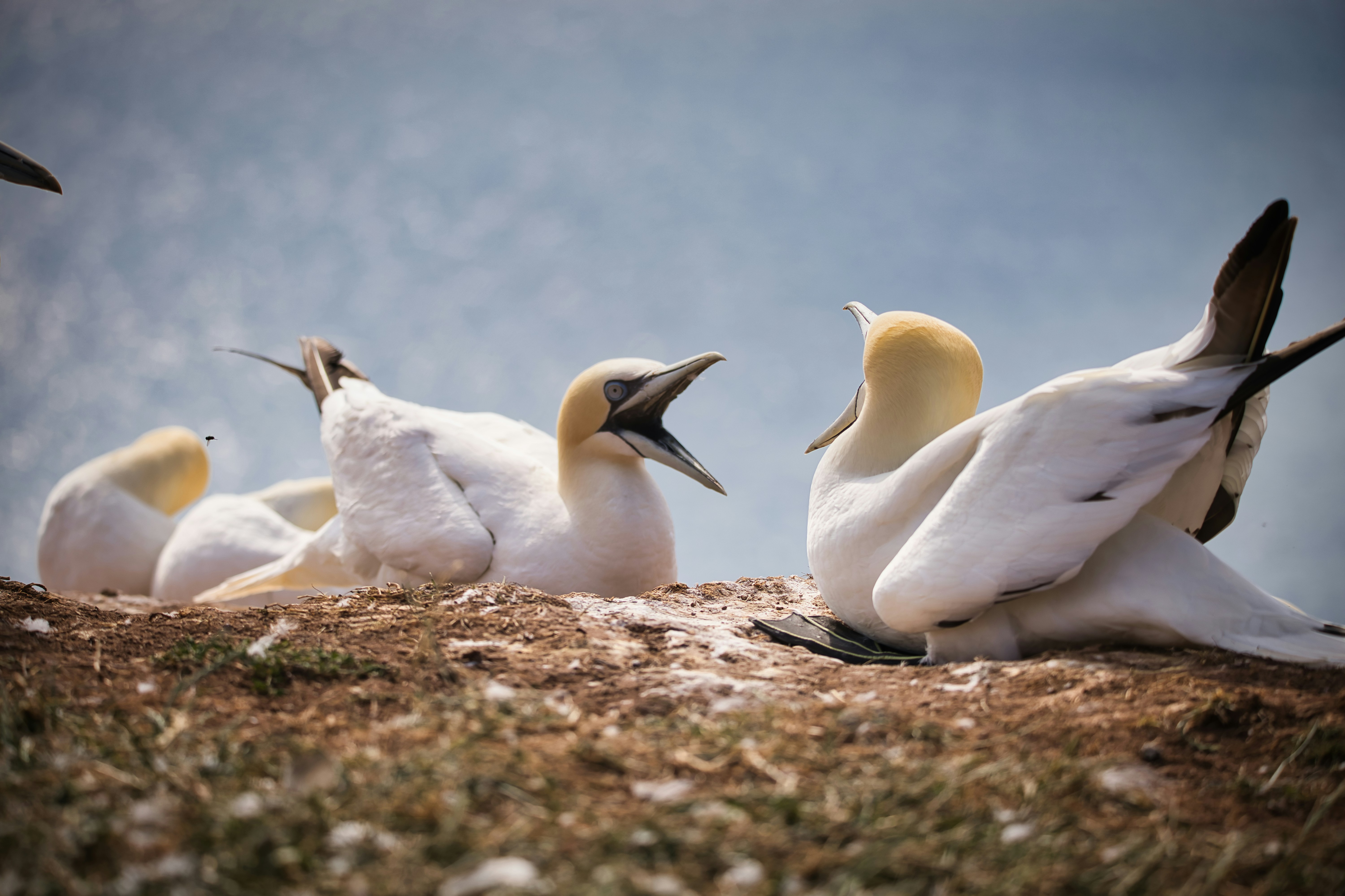 Seabird Assembly: A Quarreling Trio on a Rocky Verge
