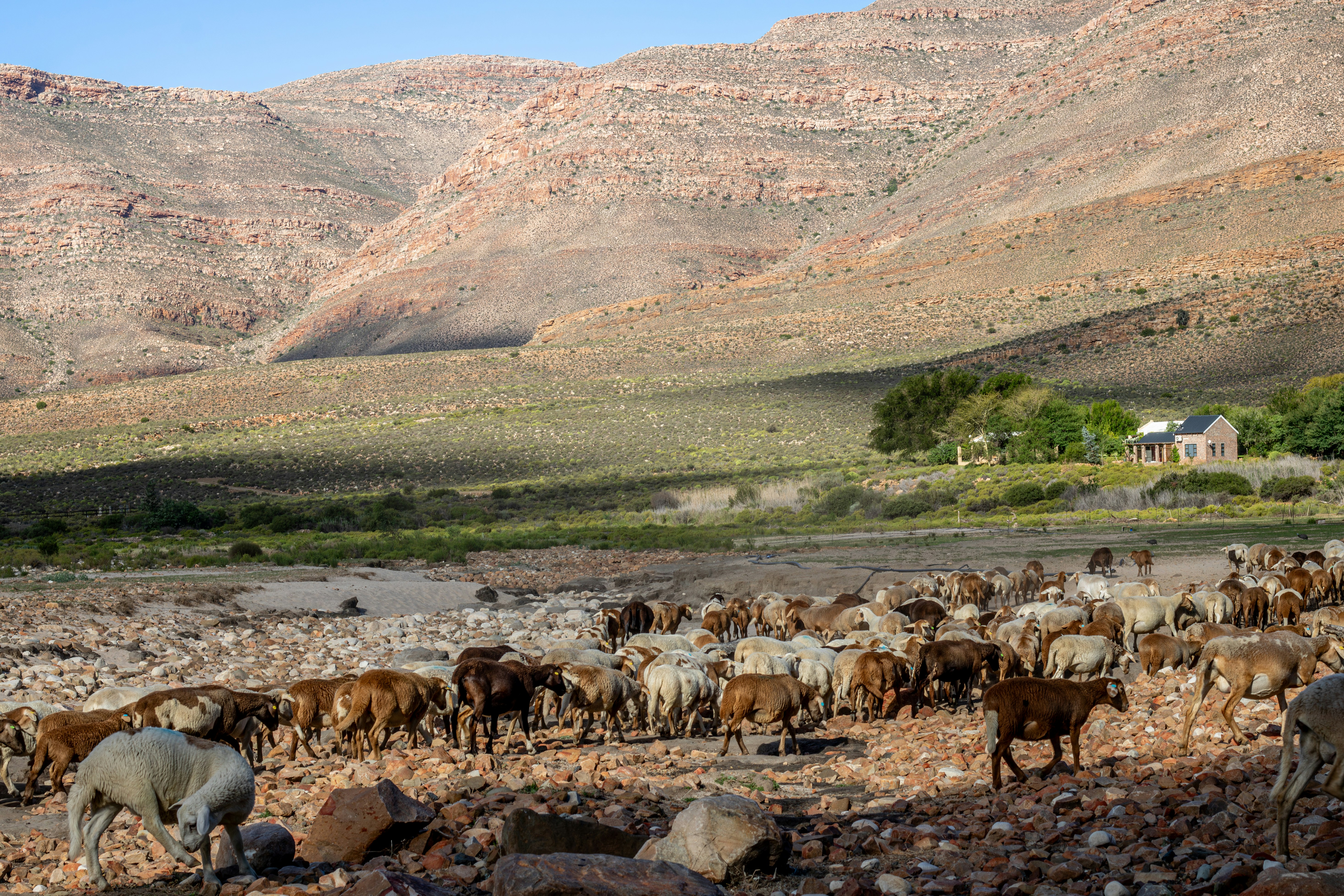 Herd Crossing at the Foot of Desert Cliffs