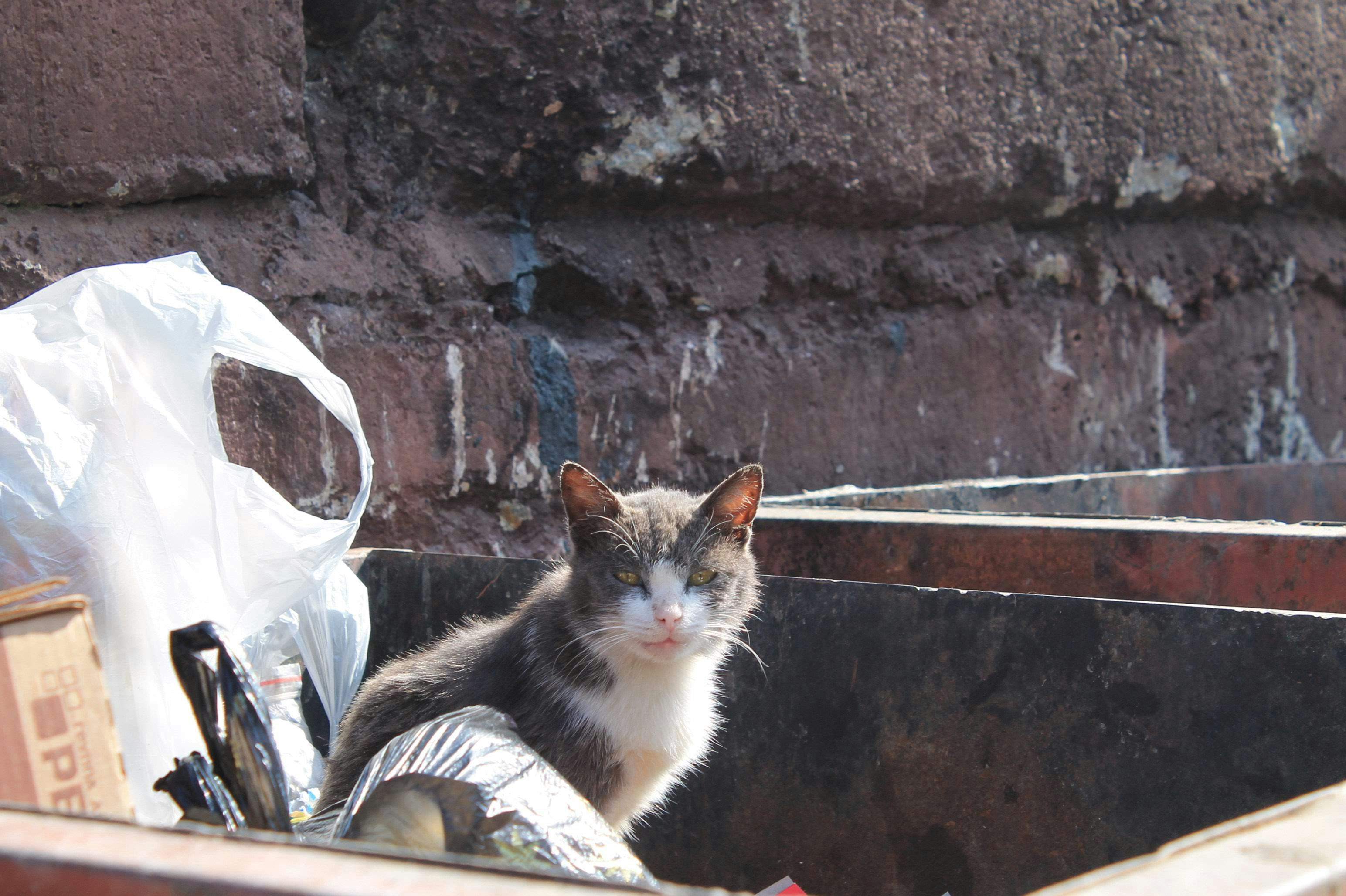 Sunlit cat sits among scattered debris and a weathered brick wall, peering toward the camera with raised ears. A documentary-style street-side scene captured with a candid, urban ambiance.