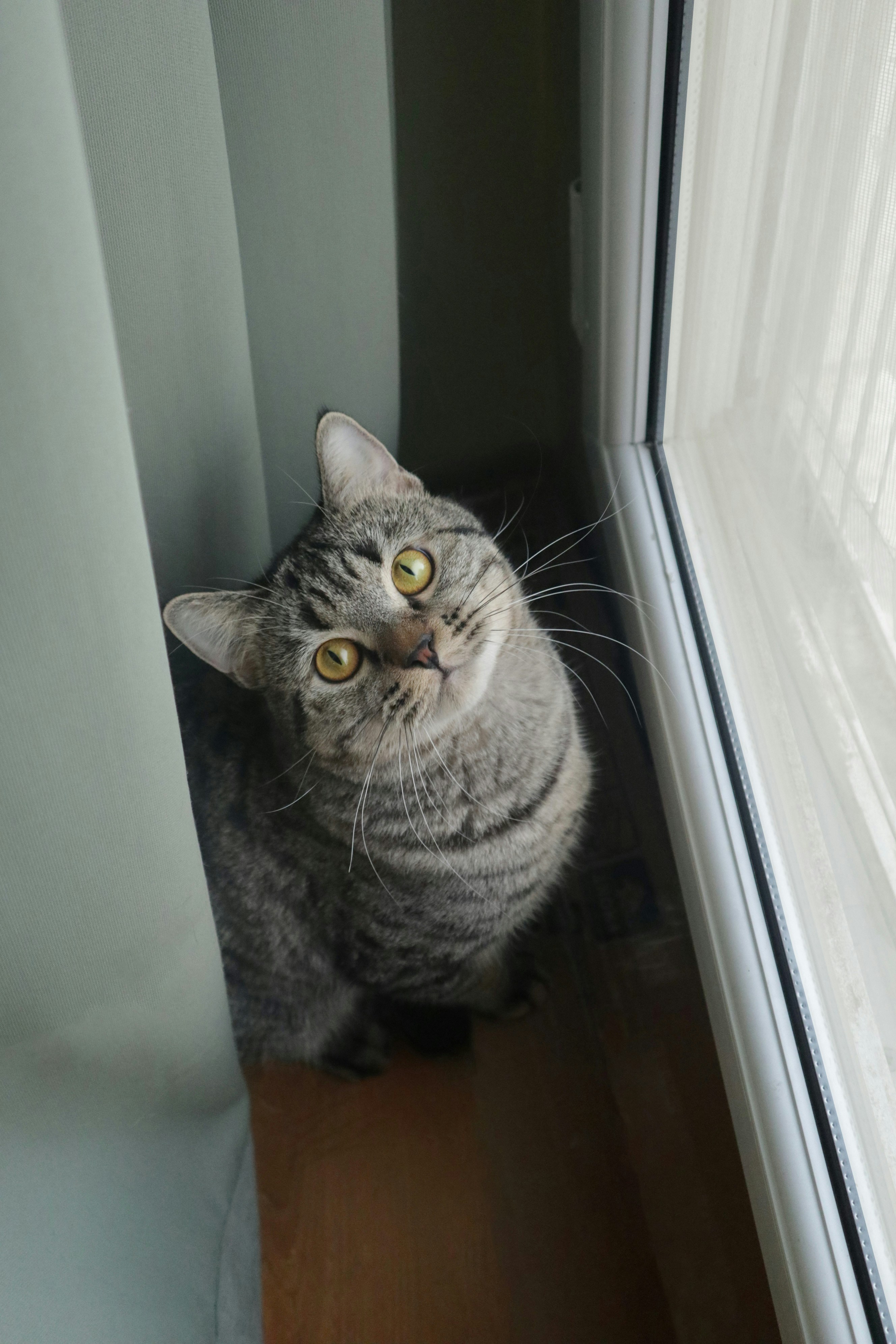 Soft-toned tabby cat gazes upward with bright yellow eyes by a sunlit window, perched on a wooden floor beside sheer curtains. Logotype-free domestic scene.