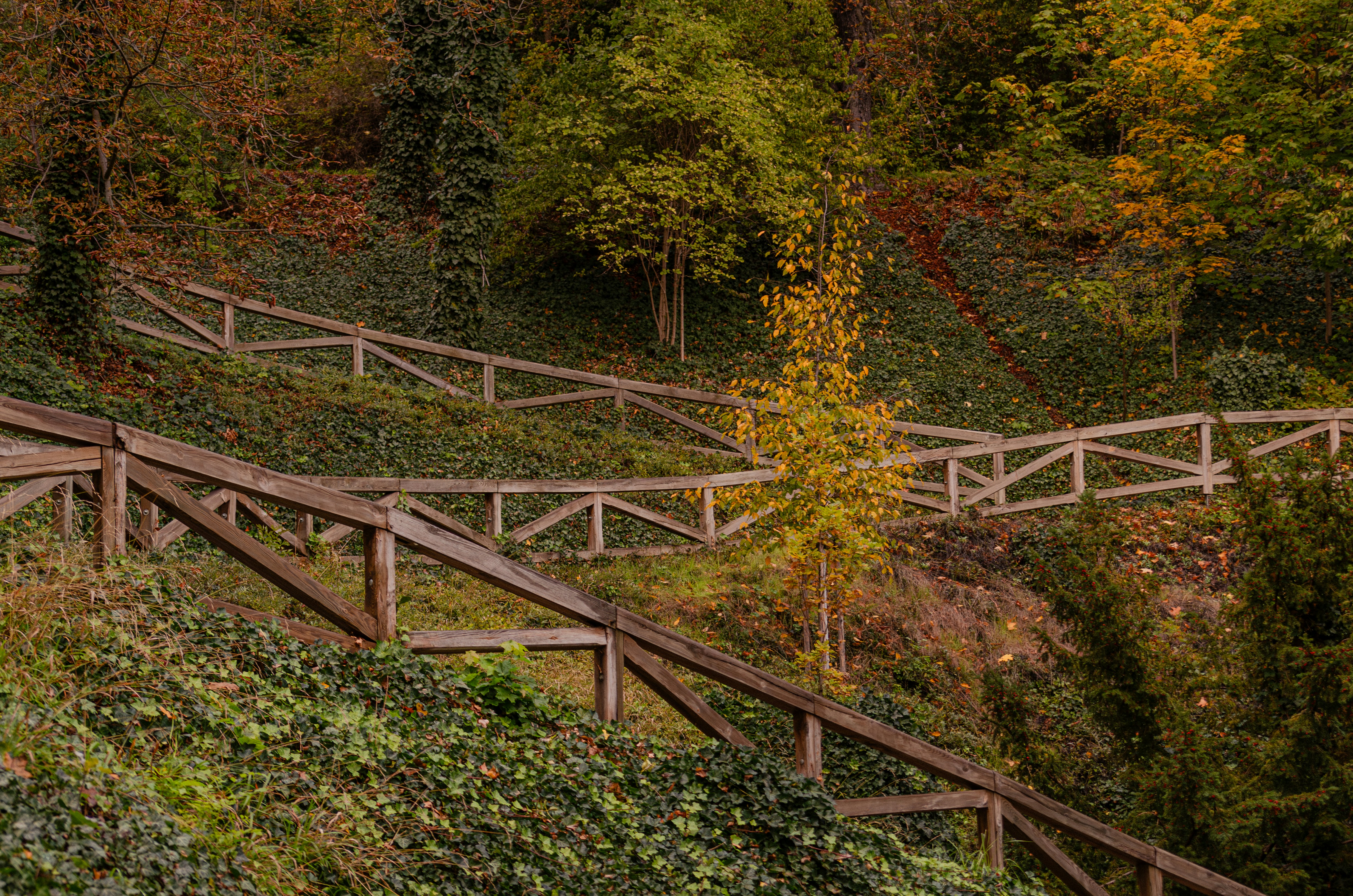 Autumn Console: Terraced Trail Weaving Through A Leafy Ridge