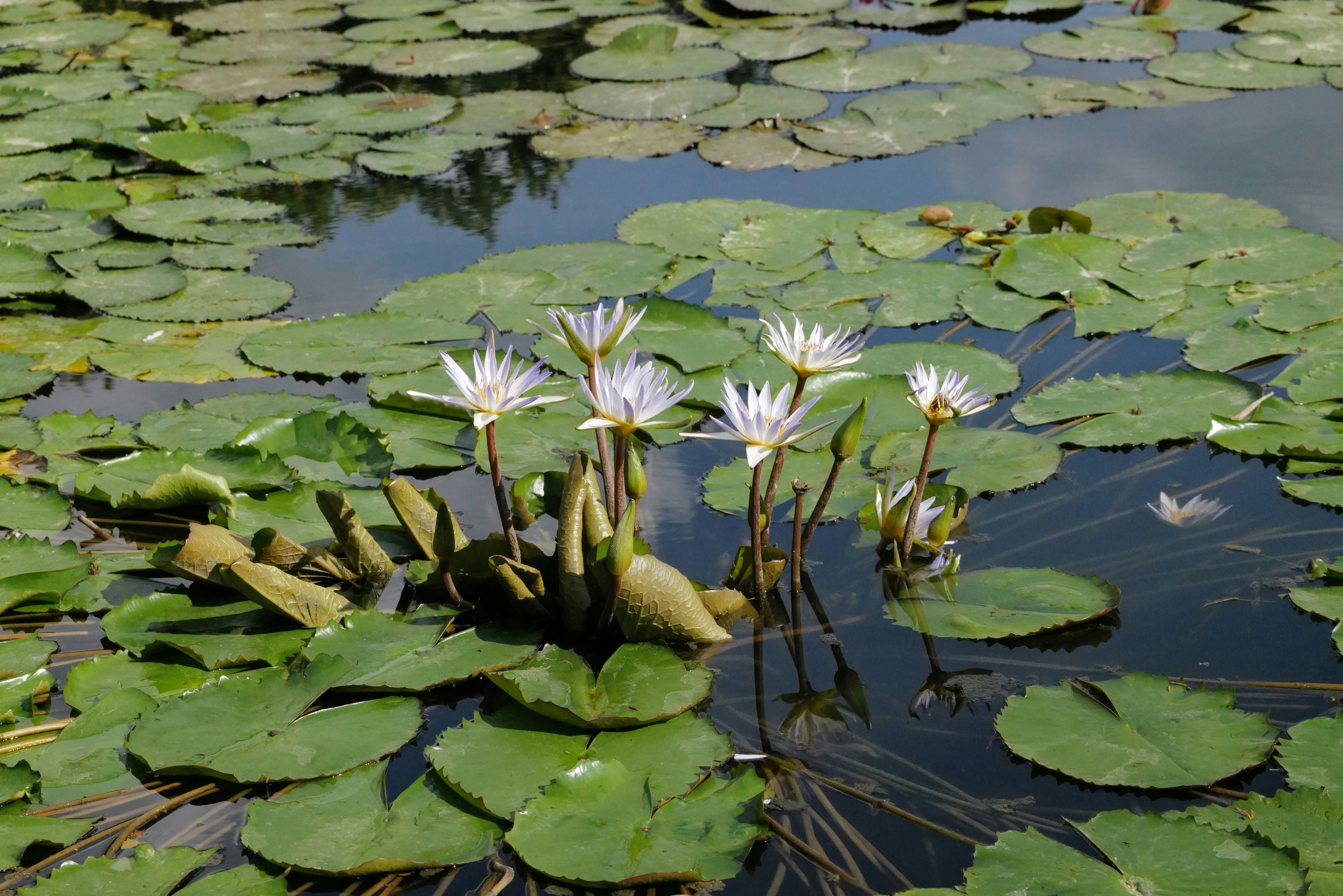 Floating Stars of the Pond: White Water Lilies in Calm Reflection